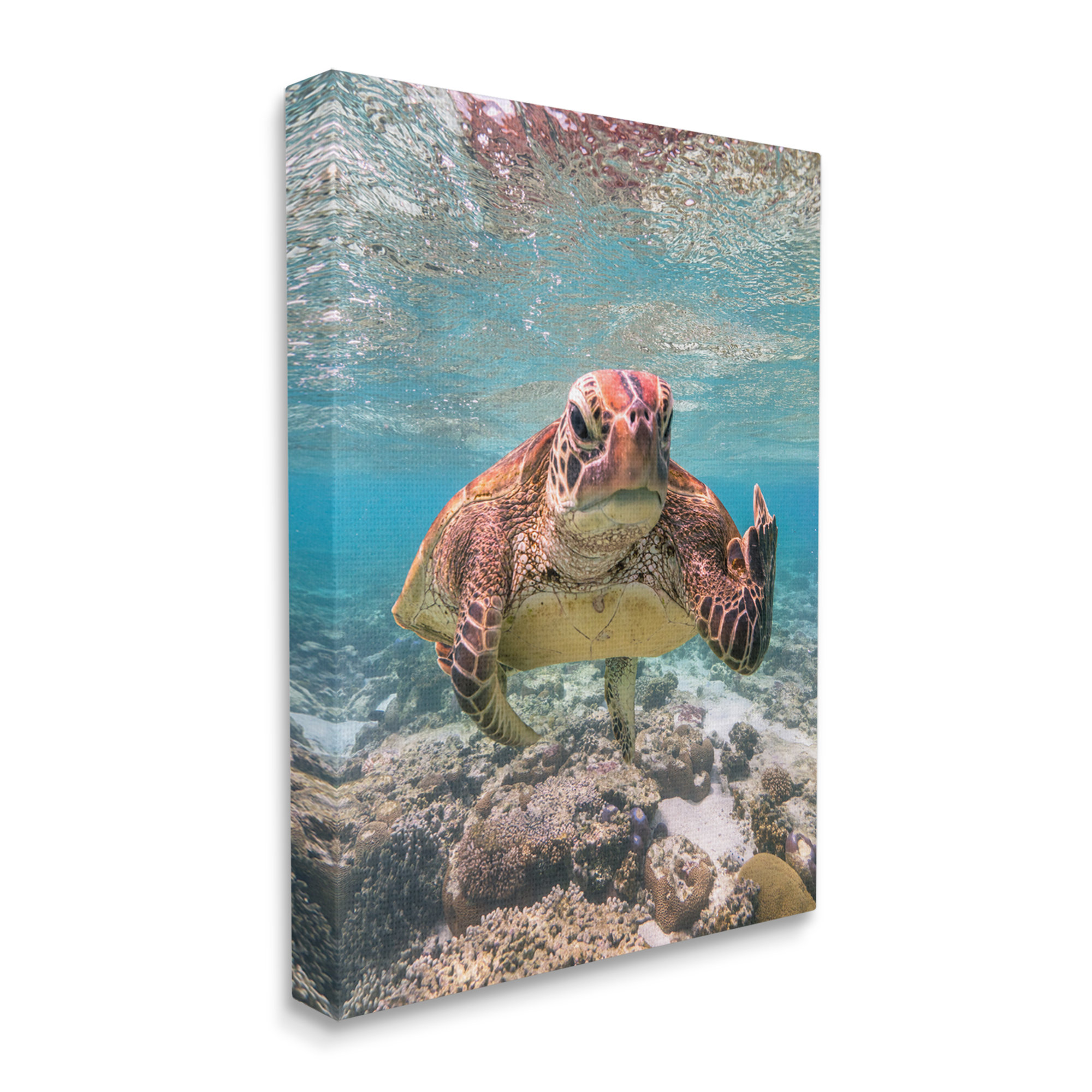 Bay Isle Home™ Angry Turtle Middle Finger by Mark Fitzpatrick | Wayfair