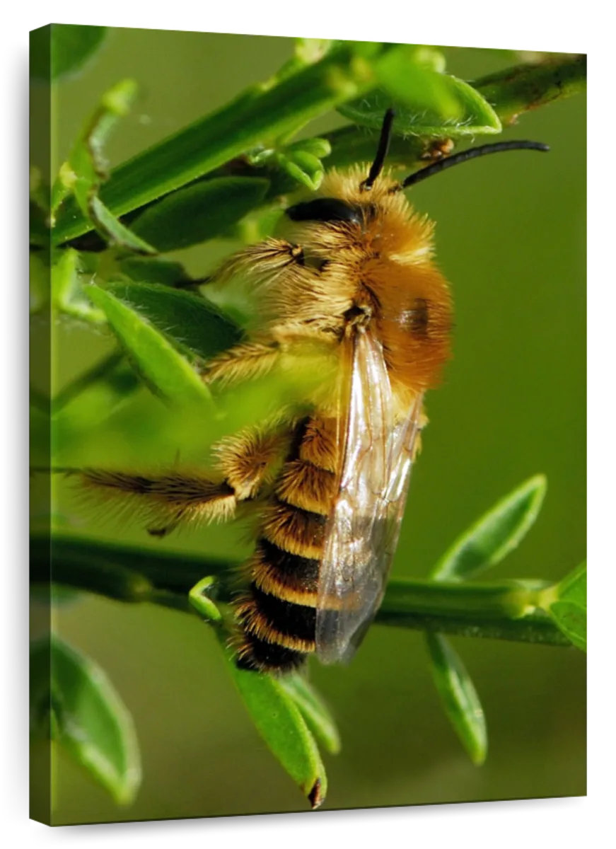 Ebern Designs Brampt Bee Bee Bee | Wayfair