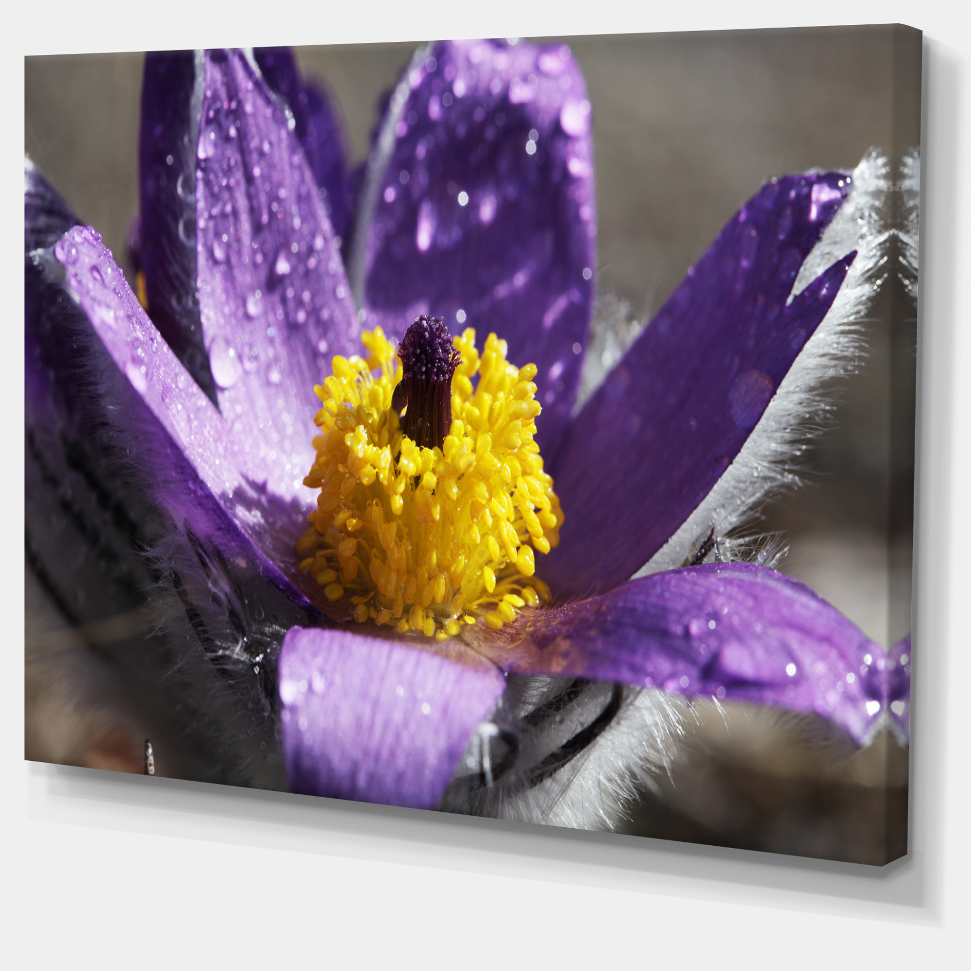 Design Art Purple Flower with Yellow Stigma - Wrapped Canvas Photograph ...
