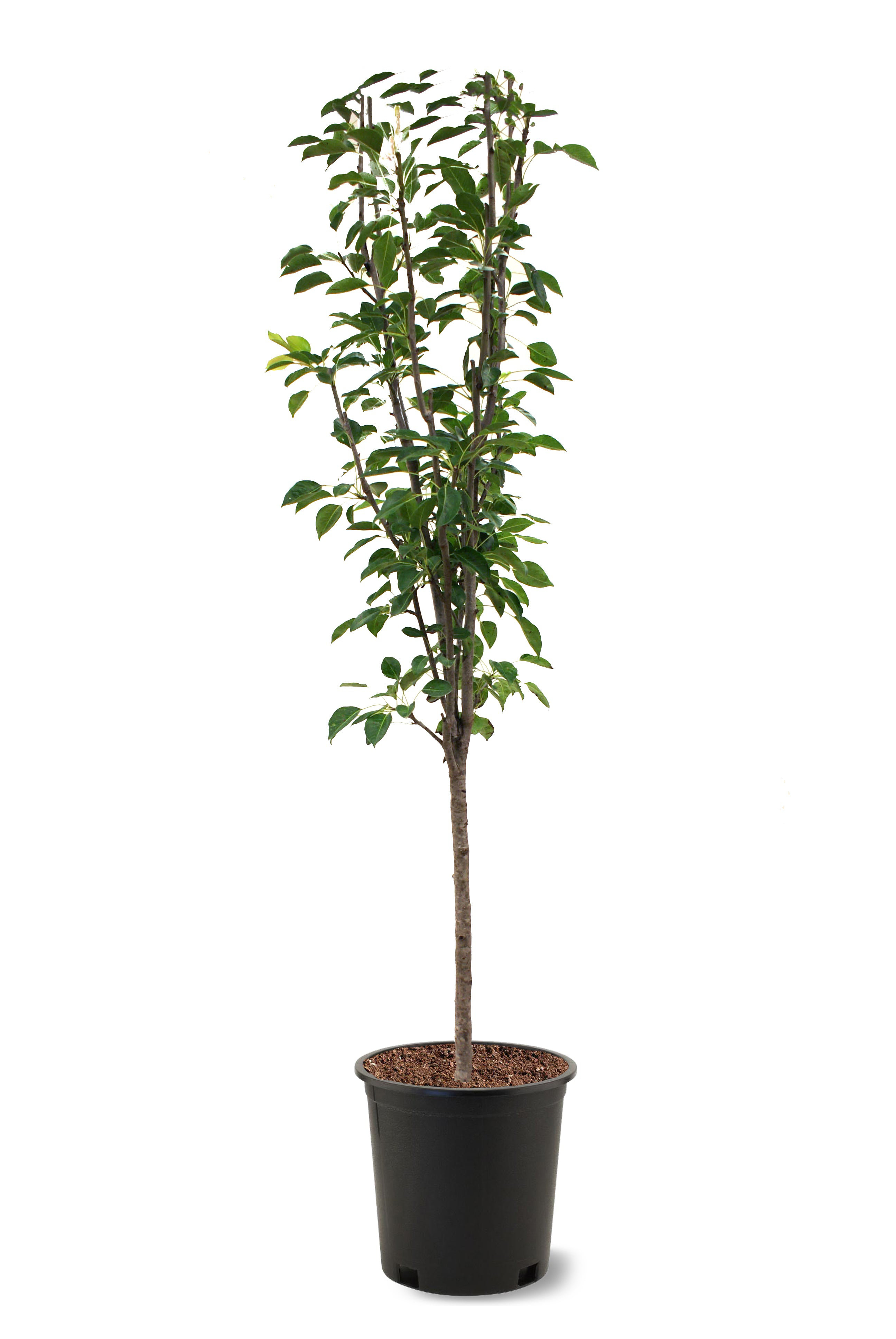 American Plant Exchange Live Fruit Tree Pineapple Pear Outdoor ...