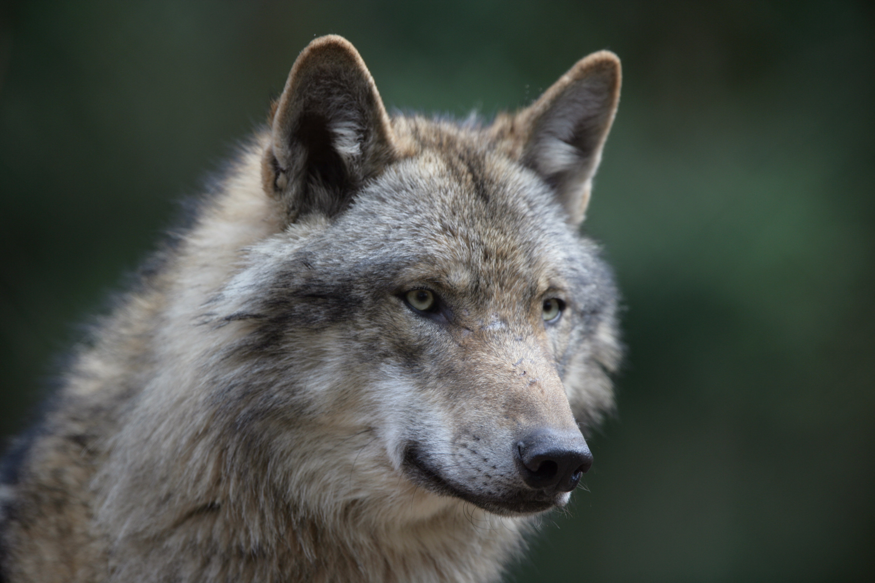 Millwood Pines European Wolf by Ehlers - Wrapped Canvas Photograph ...