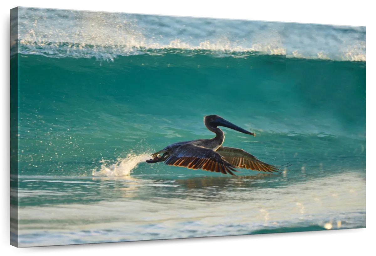 Ebern Designs Crowle Pelican Flying Low | Wayfair