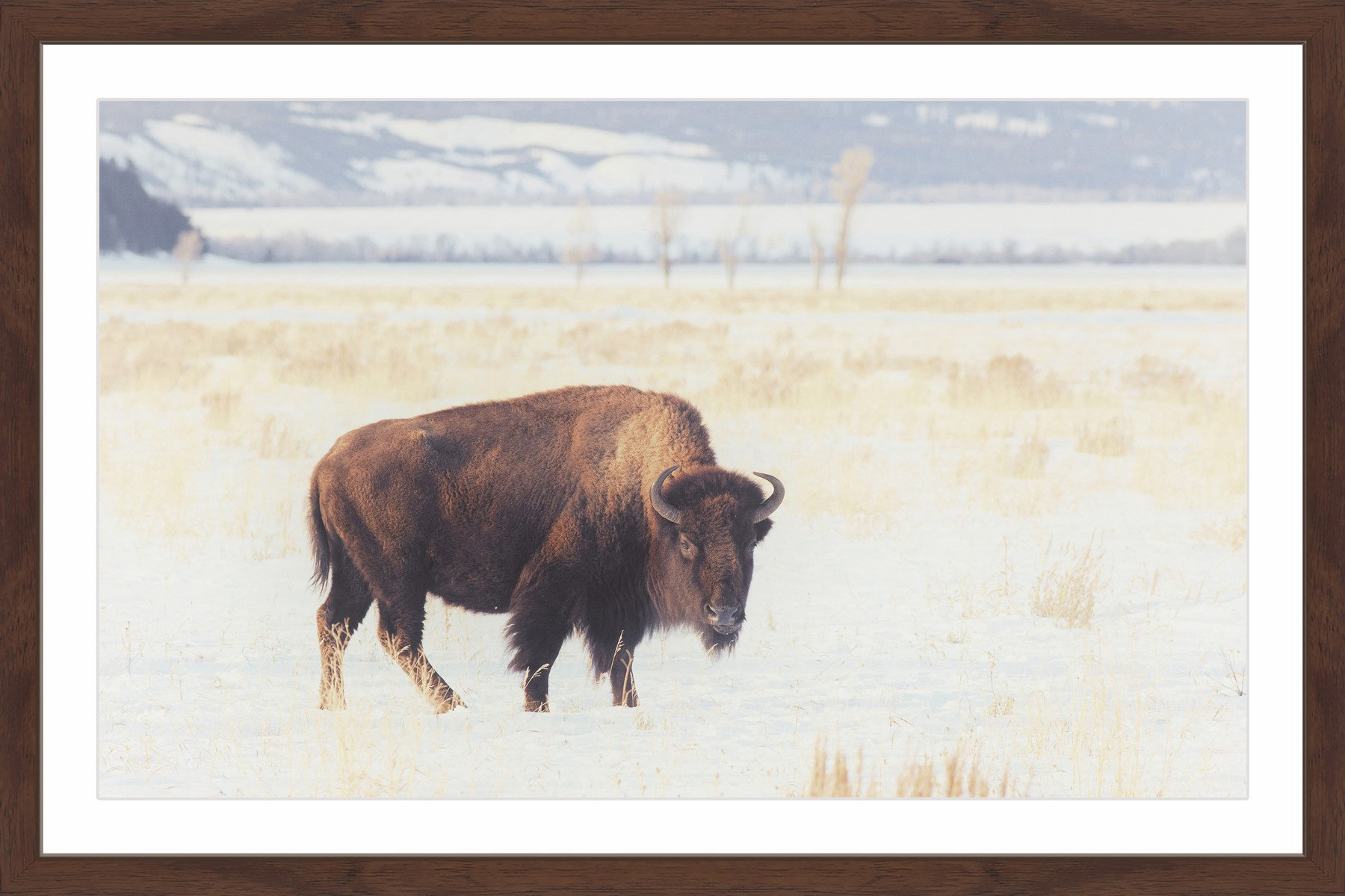 Marmont Hill 'Curious Beast' Photographic Print | Wayfair