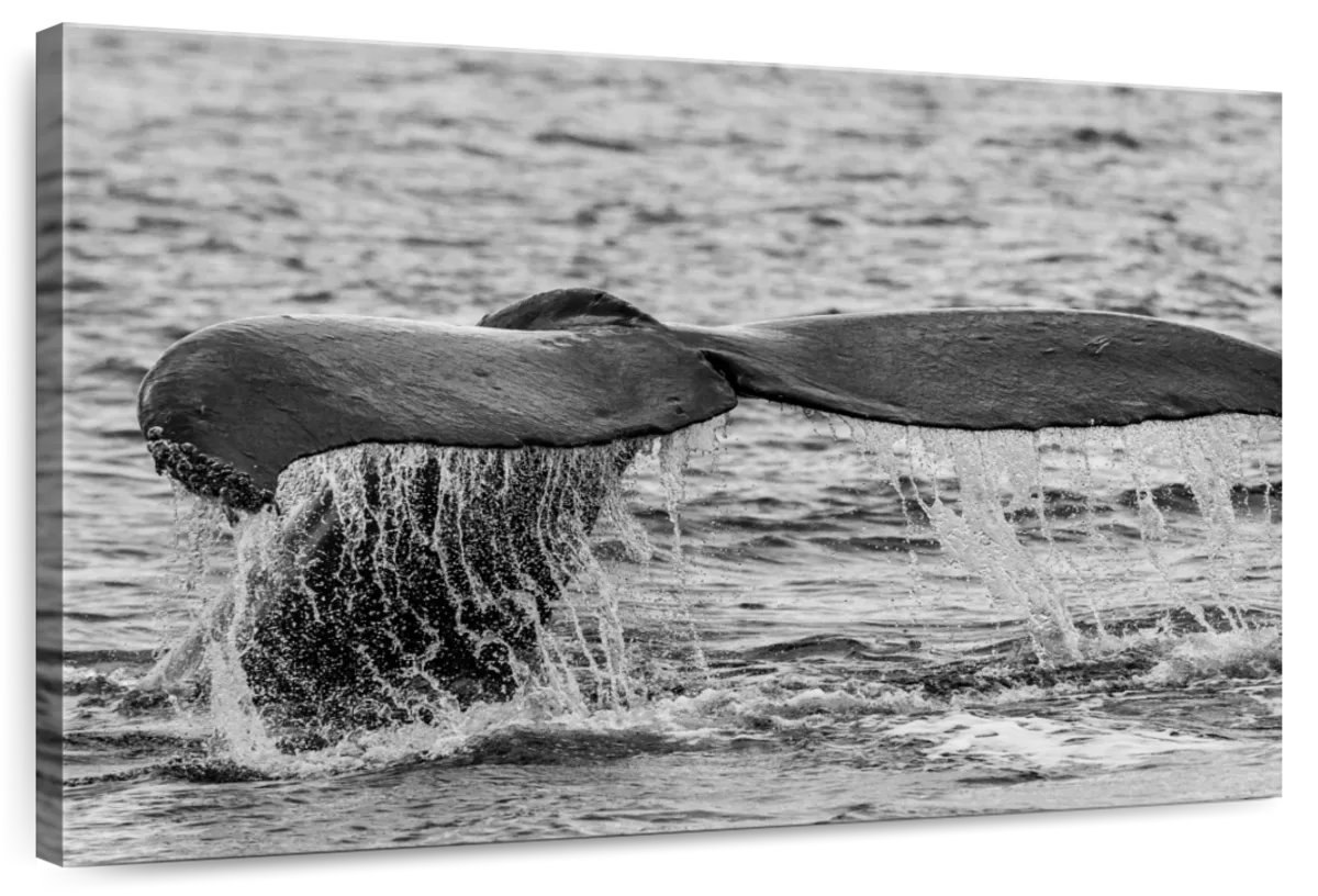 Elephant Stock Alaskan Humpback Whale | Wayfair