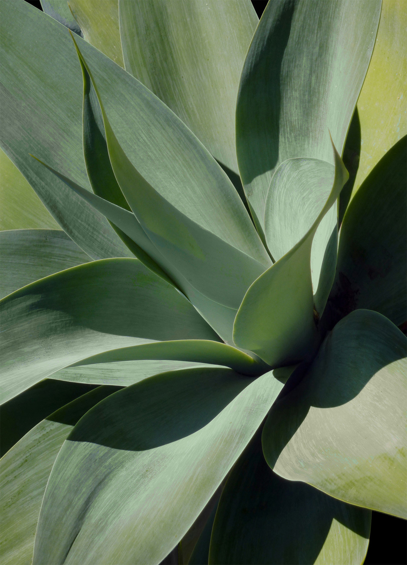 Wendover Art Group Shadow Agave Acrylic Shadow Agave Acrylic 1 On ...