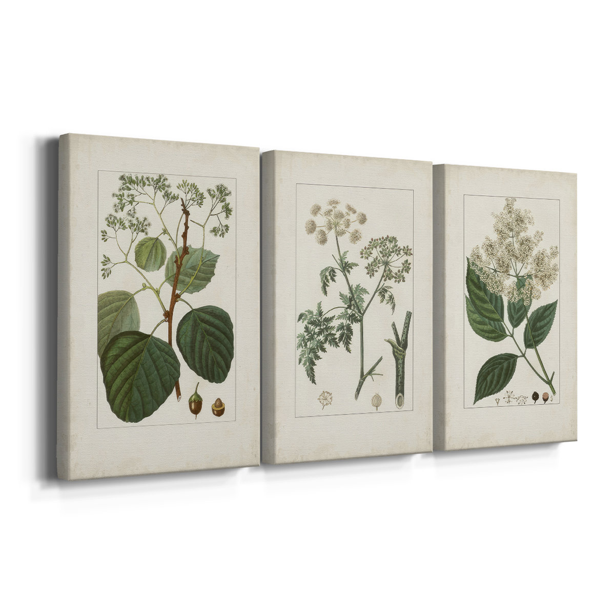 Darby Home Co Antique Turpin Botanical IV -Custom Wrapped Gallery ...