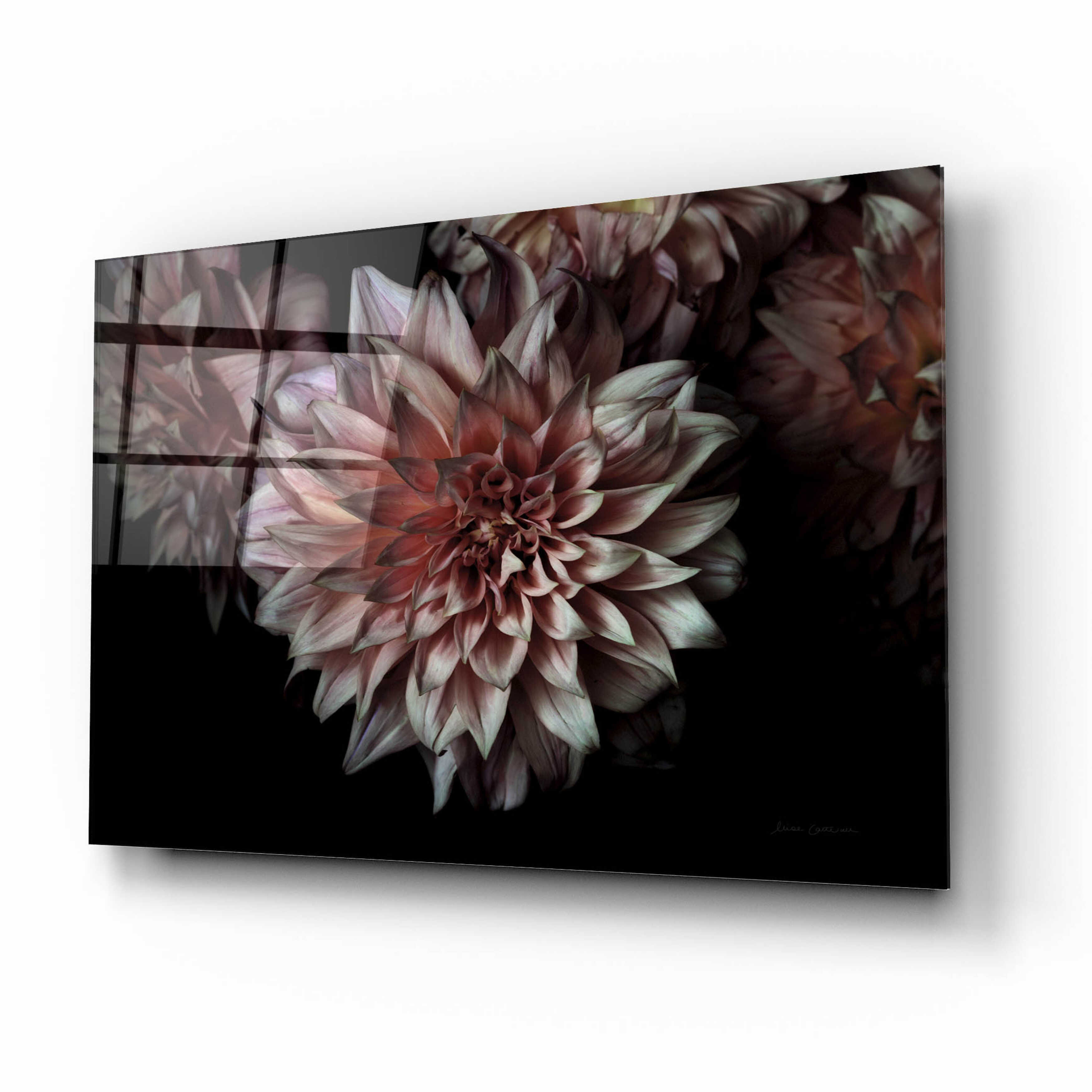 Latitude Run® 'Peach Dahlias' By Elise Catterall, Acrylic Glass Wall ...