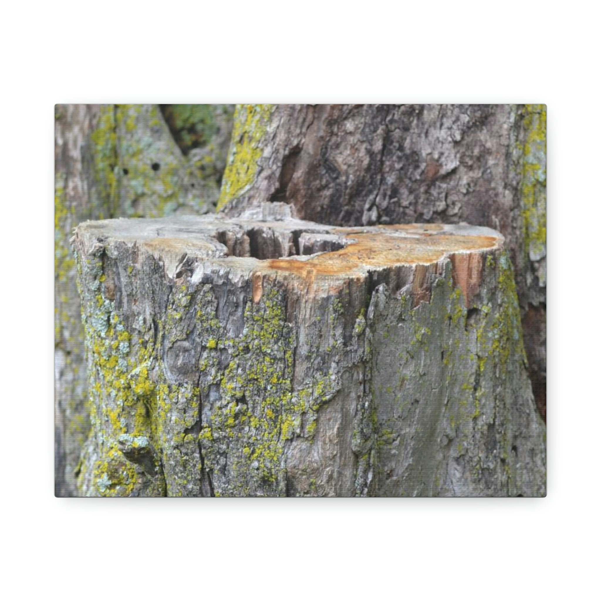 Millwood Pines Tree Stretched - Unframed Illustration on Canvas | Wayfair