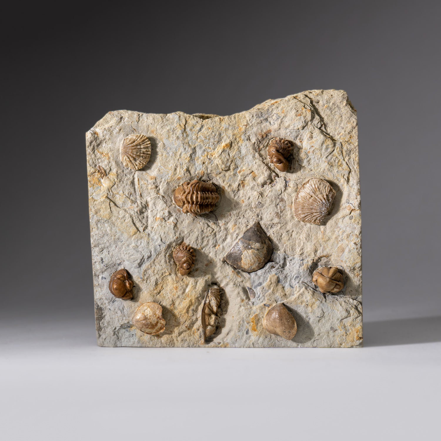 Astro Gallery of Gems Genuine Cluster Trilobite (Ptychopariida) With ...