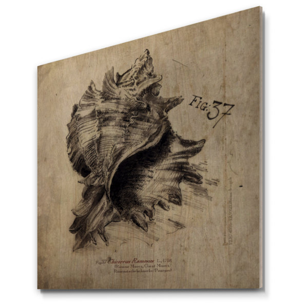 Dovecove Sea Shell Old Style Sketch I On Wood Painting - Wayfair Canada