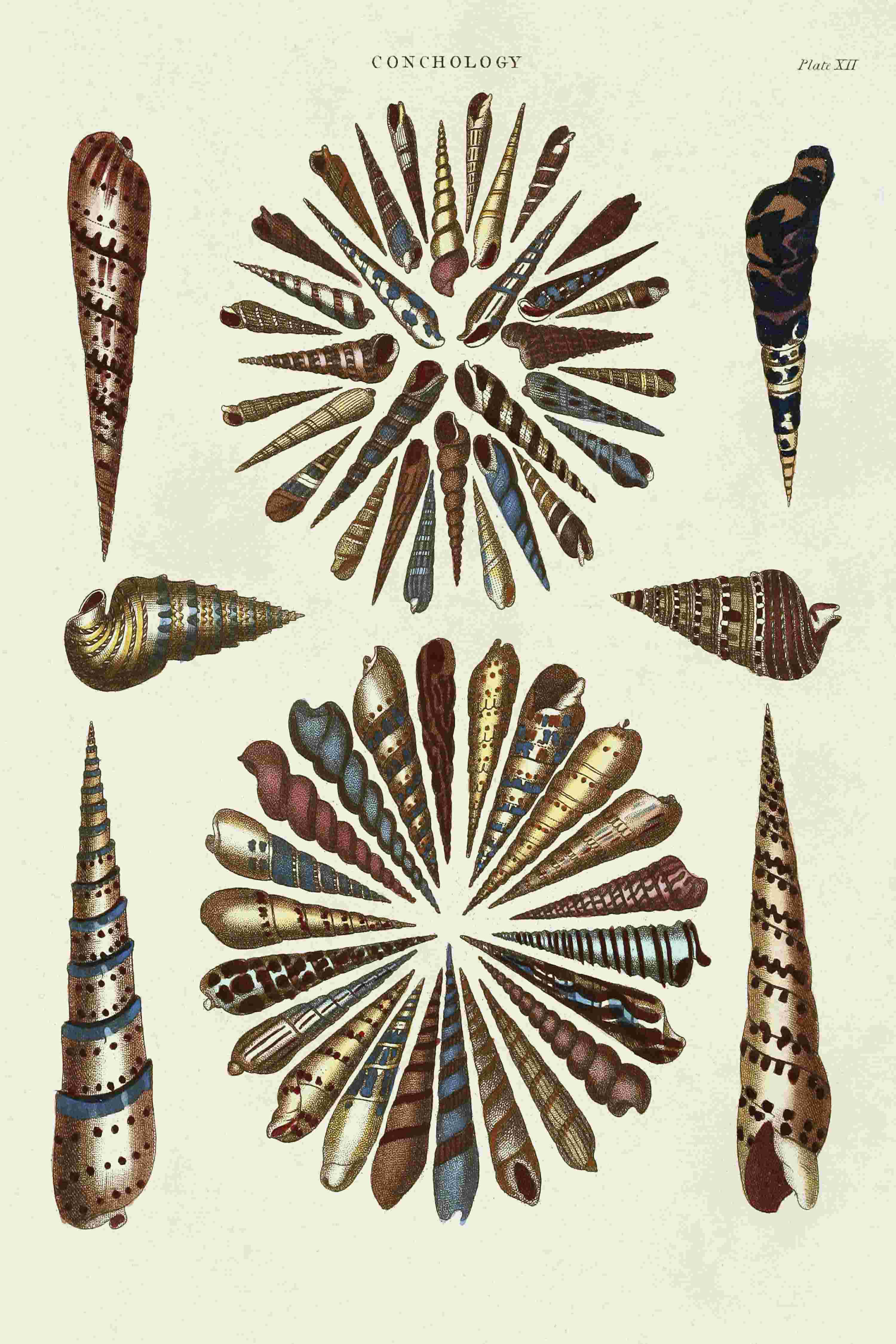 Rosecliff Heights Spiral Shell Formation III by Albertus Seba - Wrapped ...