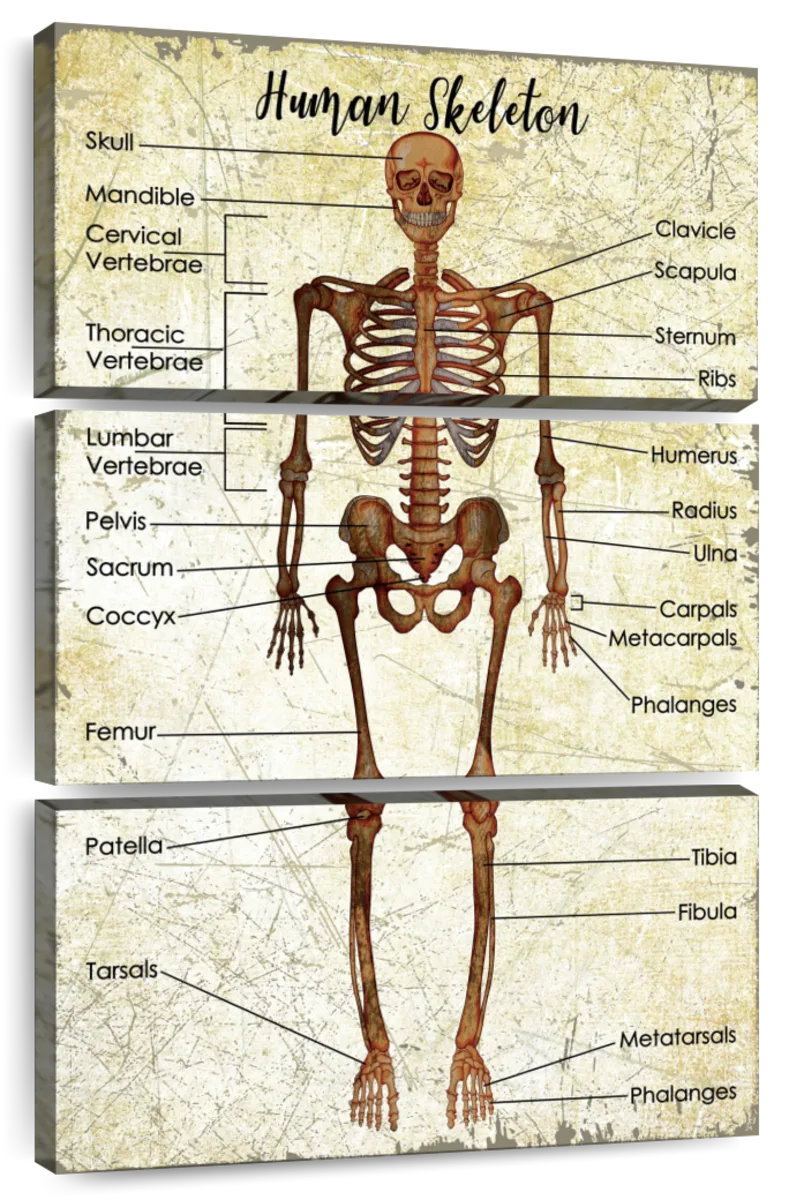 Elephant Stock Human Skeleton Chart | Wayfair