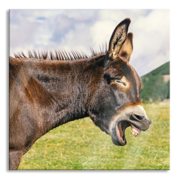 Sommerallee Glasbild Brüllender Esel auf einer grünen Bergwiese ...