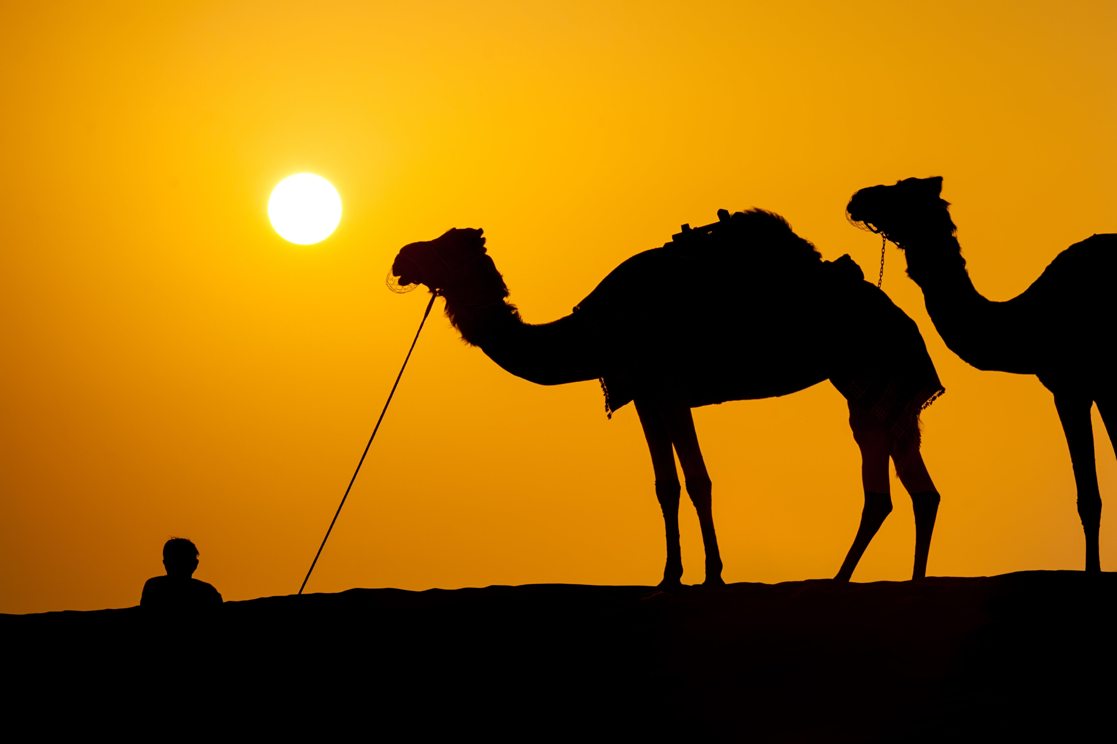 Union Rustic Camels in a Desert by Savoskula_Maria - Wrapped Canvas ...