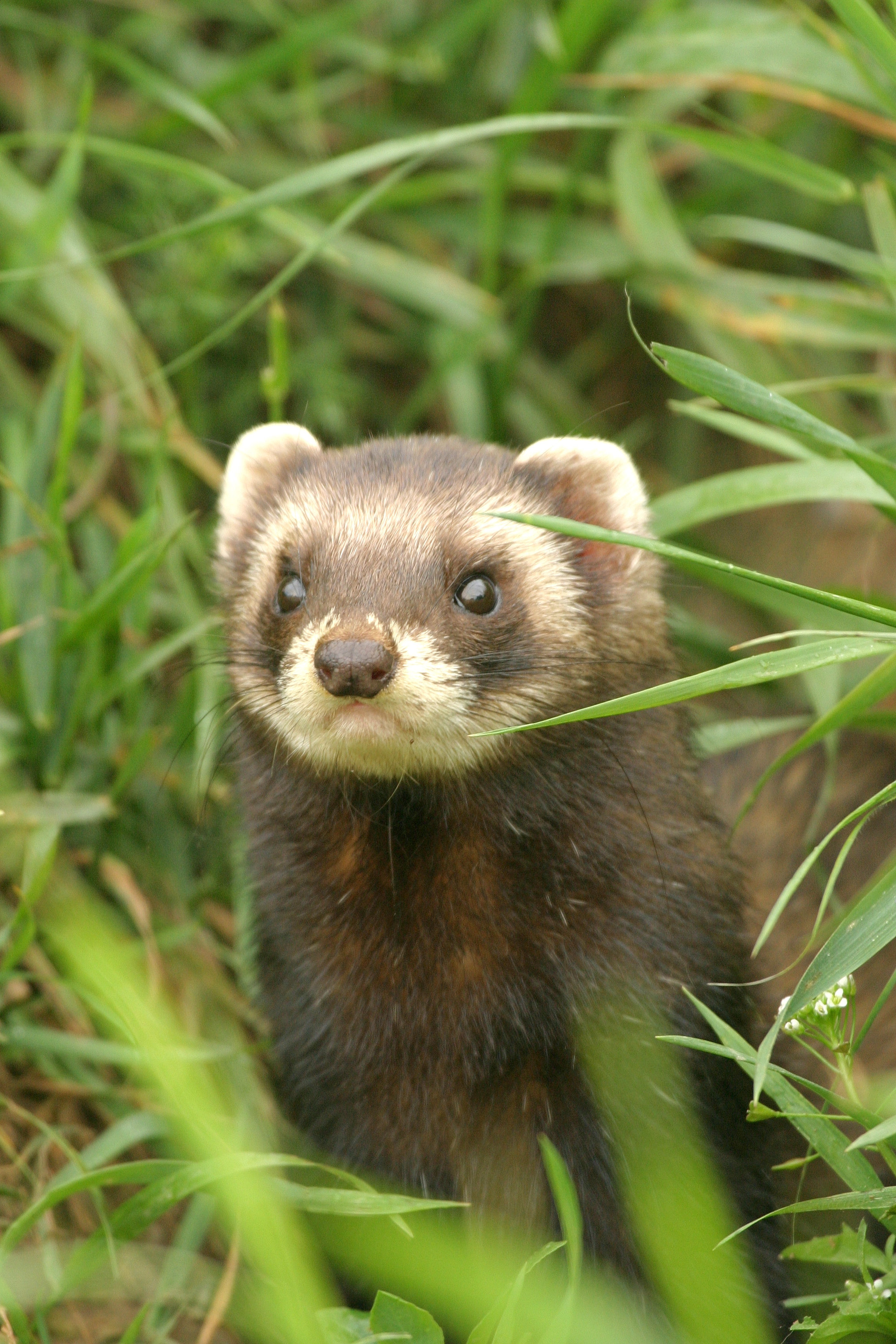 Ebern Designs Polecat with a Mask Like Face by Atwag | Wayfair