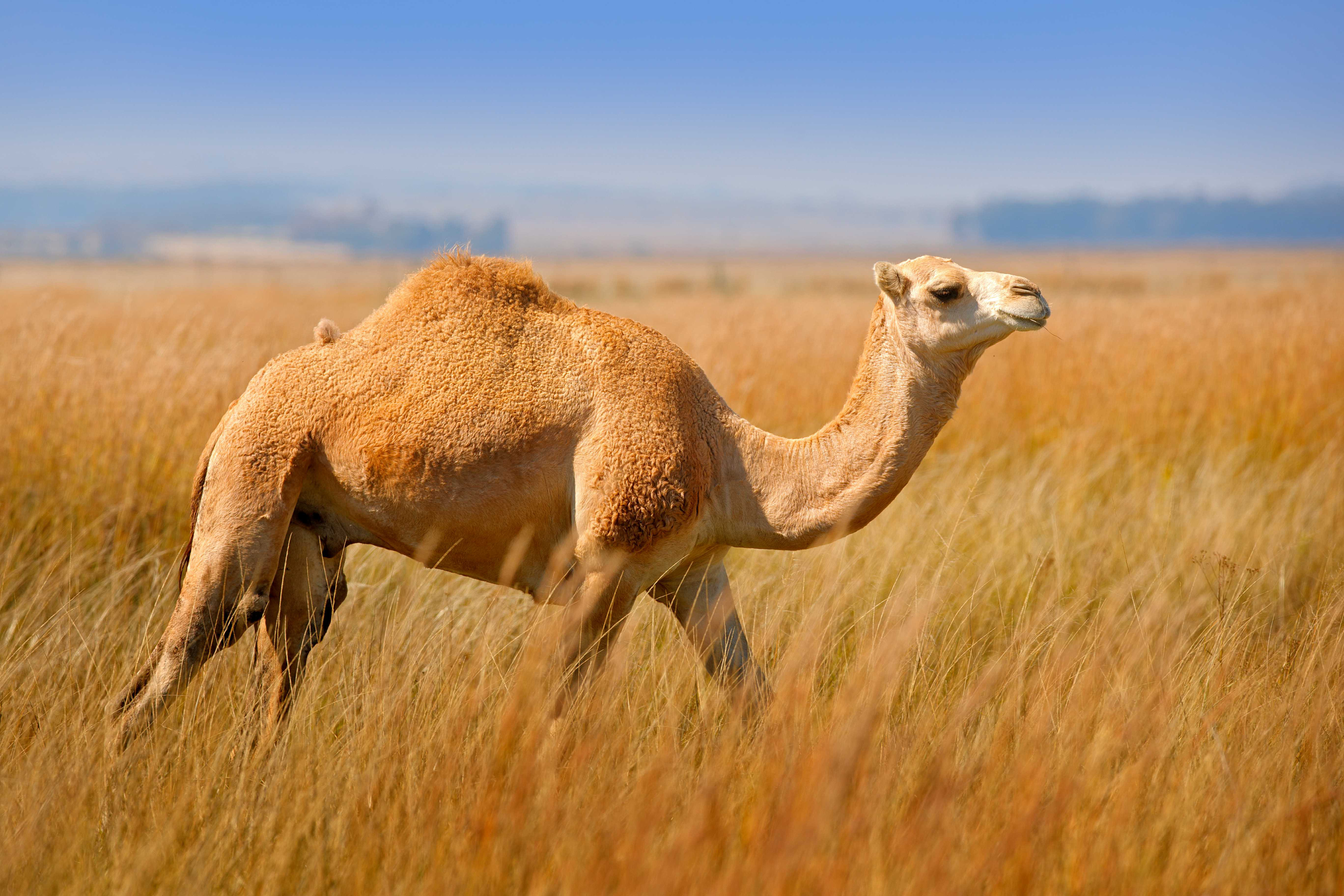 Union Rustic Arabian Camel by - Wrapped Canvas Photograph - Wayfair Canada