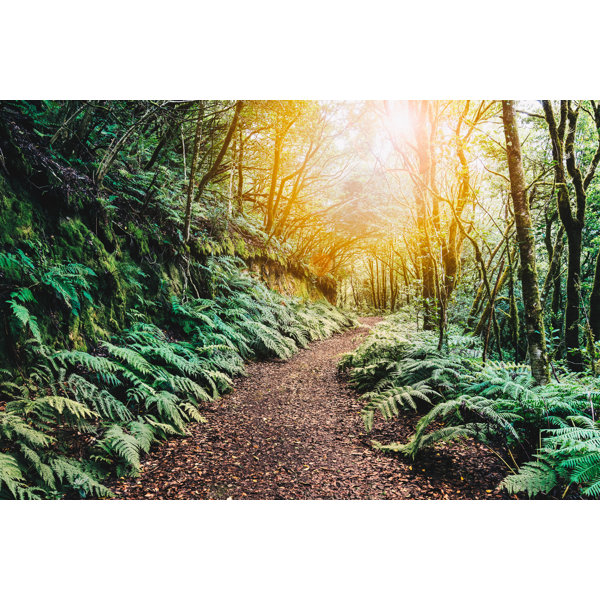 Alpen Home Deroche Subtropical Forest In Tenerife - Wrapped Canvas ...
