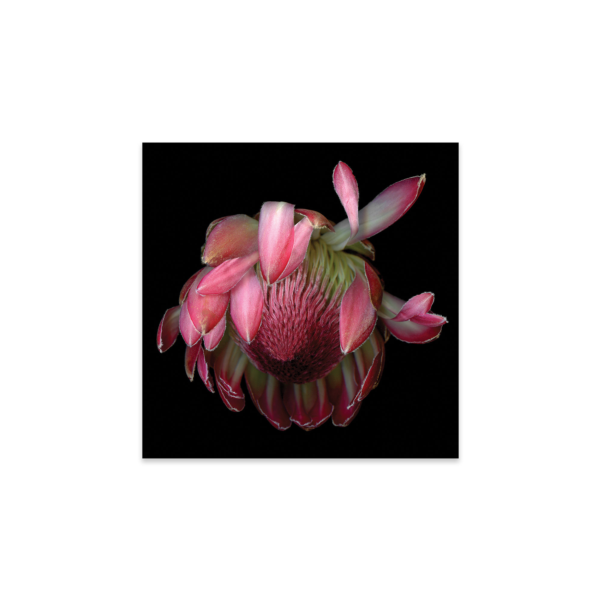 Latitude Run® Protea King IV Print On Acrylic Glass - Wayfair Canada