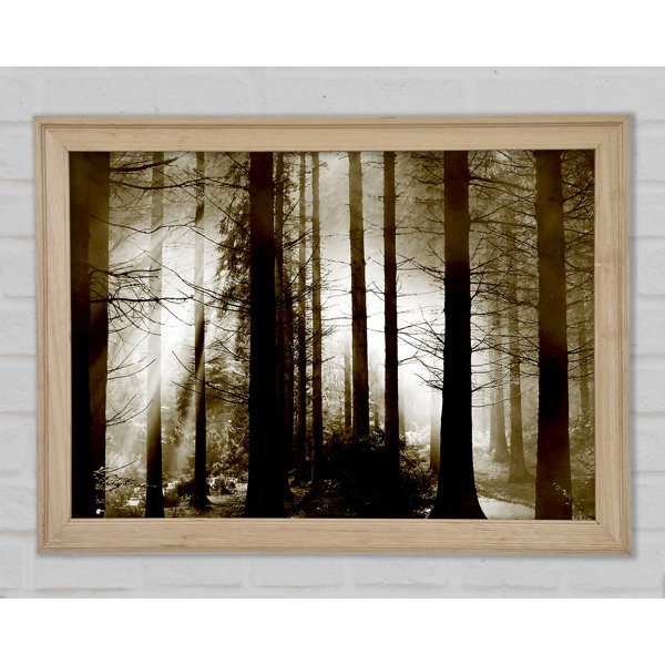 Union Rustic Secret Forrest - Print | Wayfair.co.uk