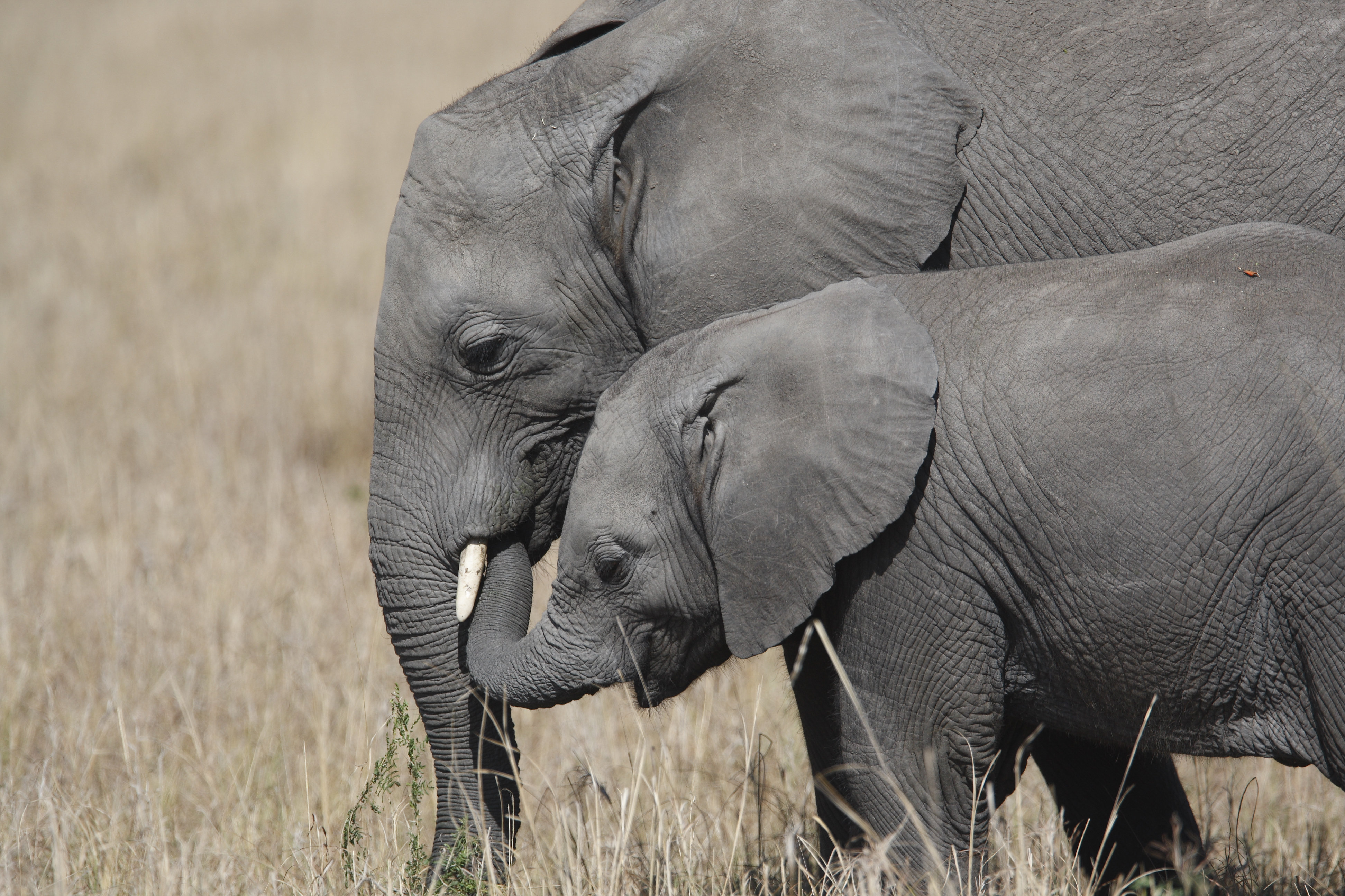17 Stories Elephants - Print | Wayfair.ie