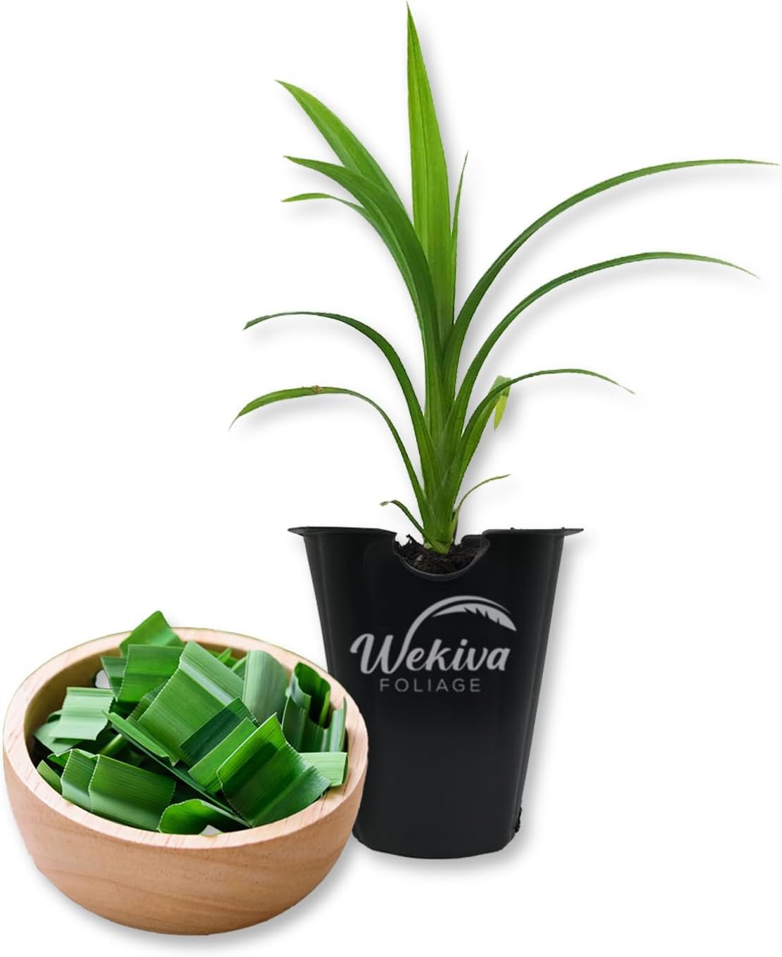 Wekiva Foliage LLC Pandan Plant - Live Tissue Culture Starter Plant ...