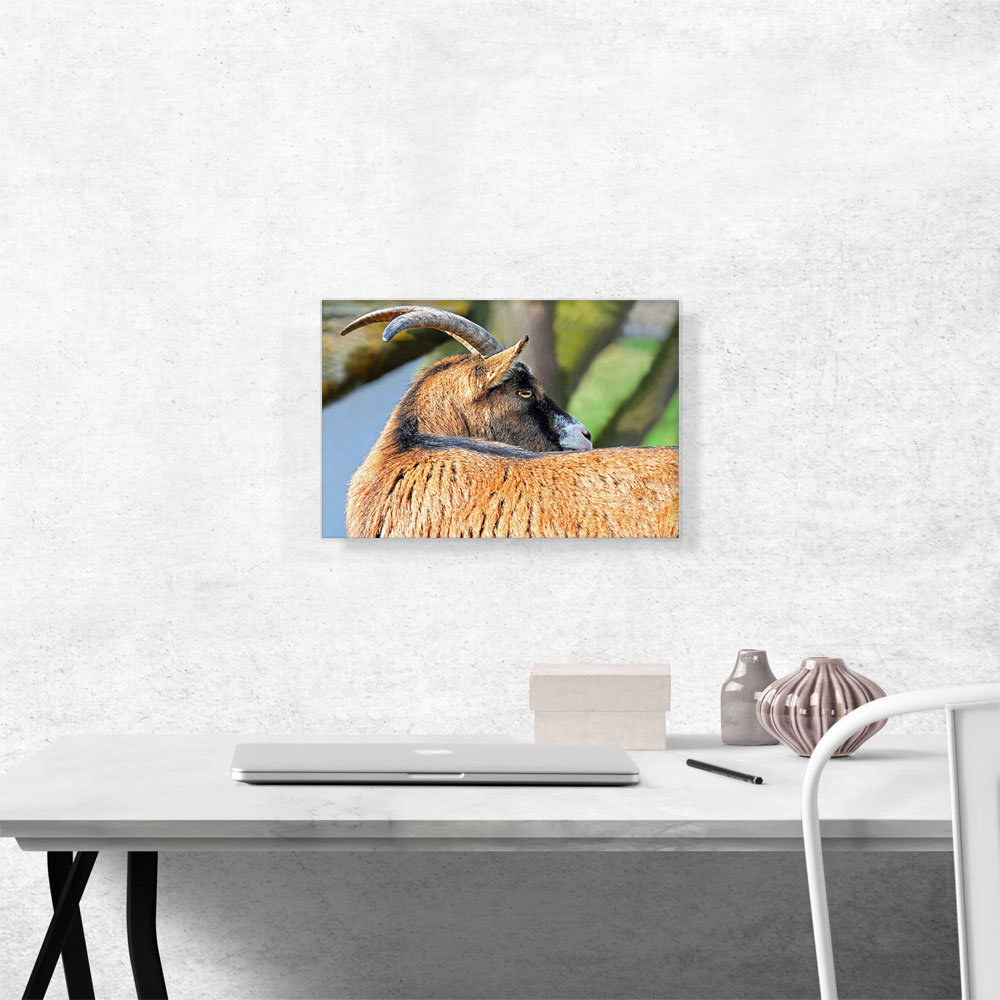 ARTCANVAS Goat Home Decor - Reproduction d'art sur toile tendue ...