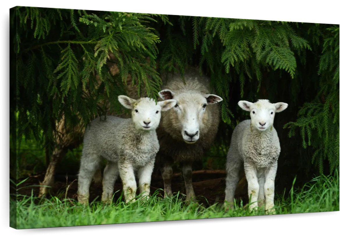 Ebern Designs Sheep Family - Wayfair Canada
