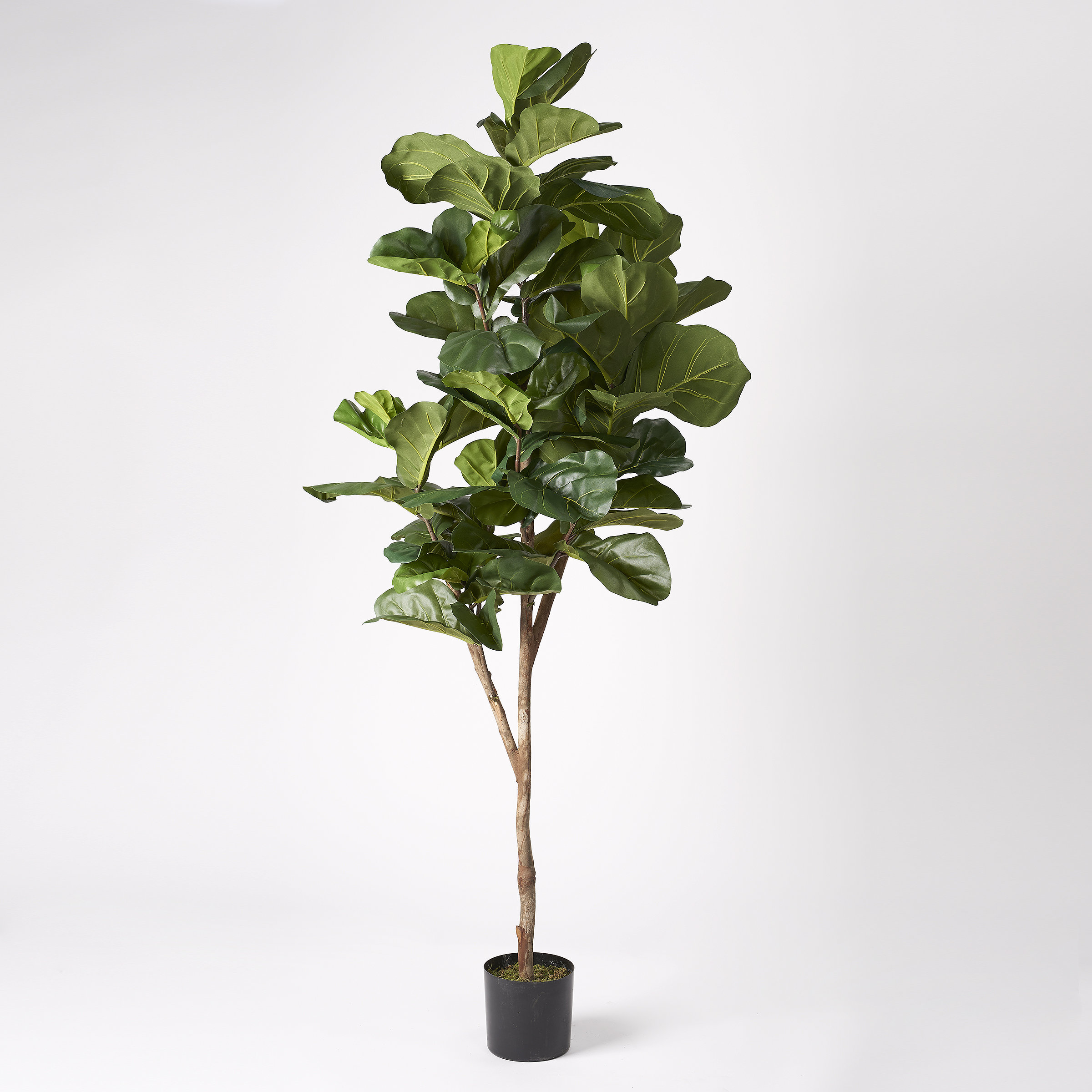 Primrue 82.5" Fiddle Leaf Fig Tree In Plastic Pot & Reviews - Wayfair ...