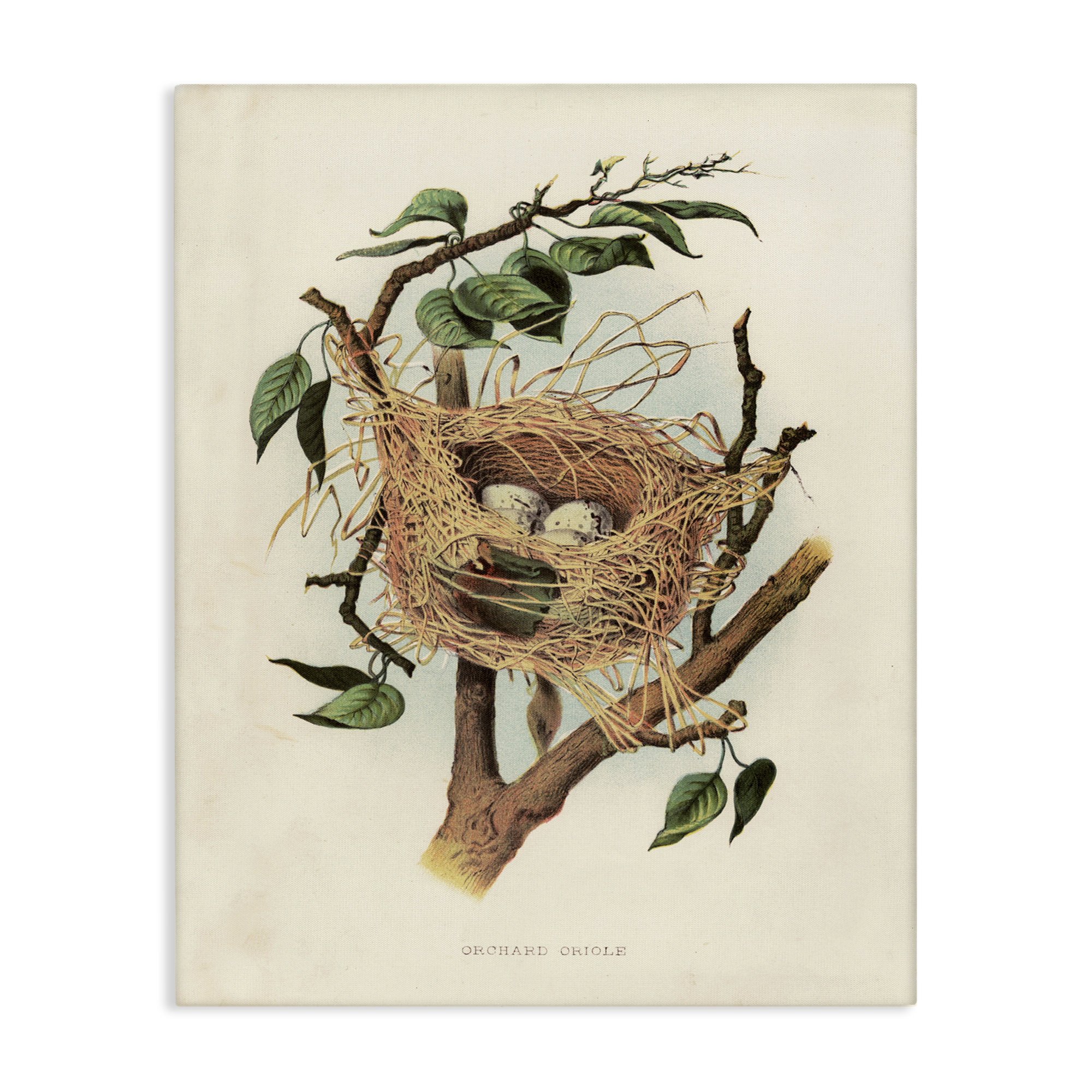 Winston Porter Eggs in Birdnest Study Canvas Wall Art by Tina Higgins ...