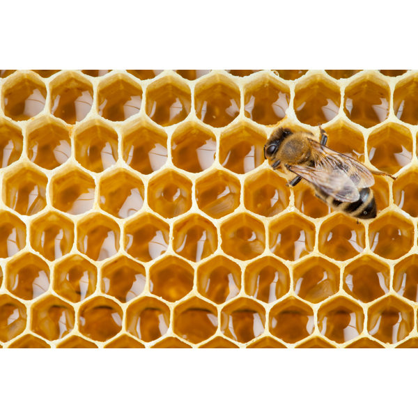 Brambly Cottage Osterville Bee And Honeycomb by Andrey_Kuzmin - Wrapped ...