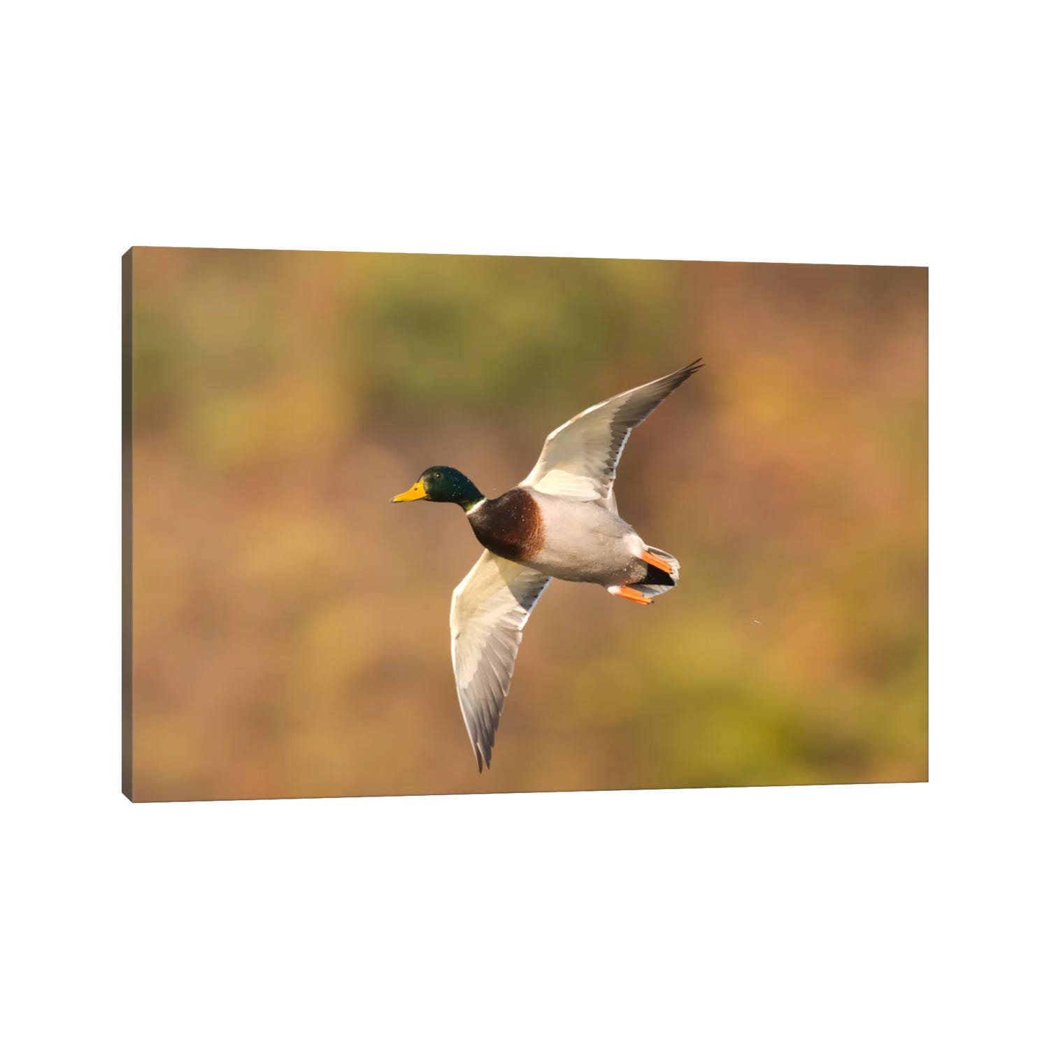 ModernMoments Mallard Male Flying, Kellogg Bird Sanctuary, Michigan by ...