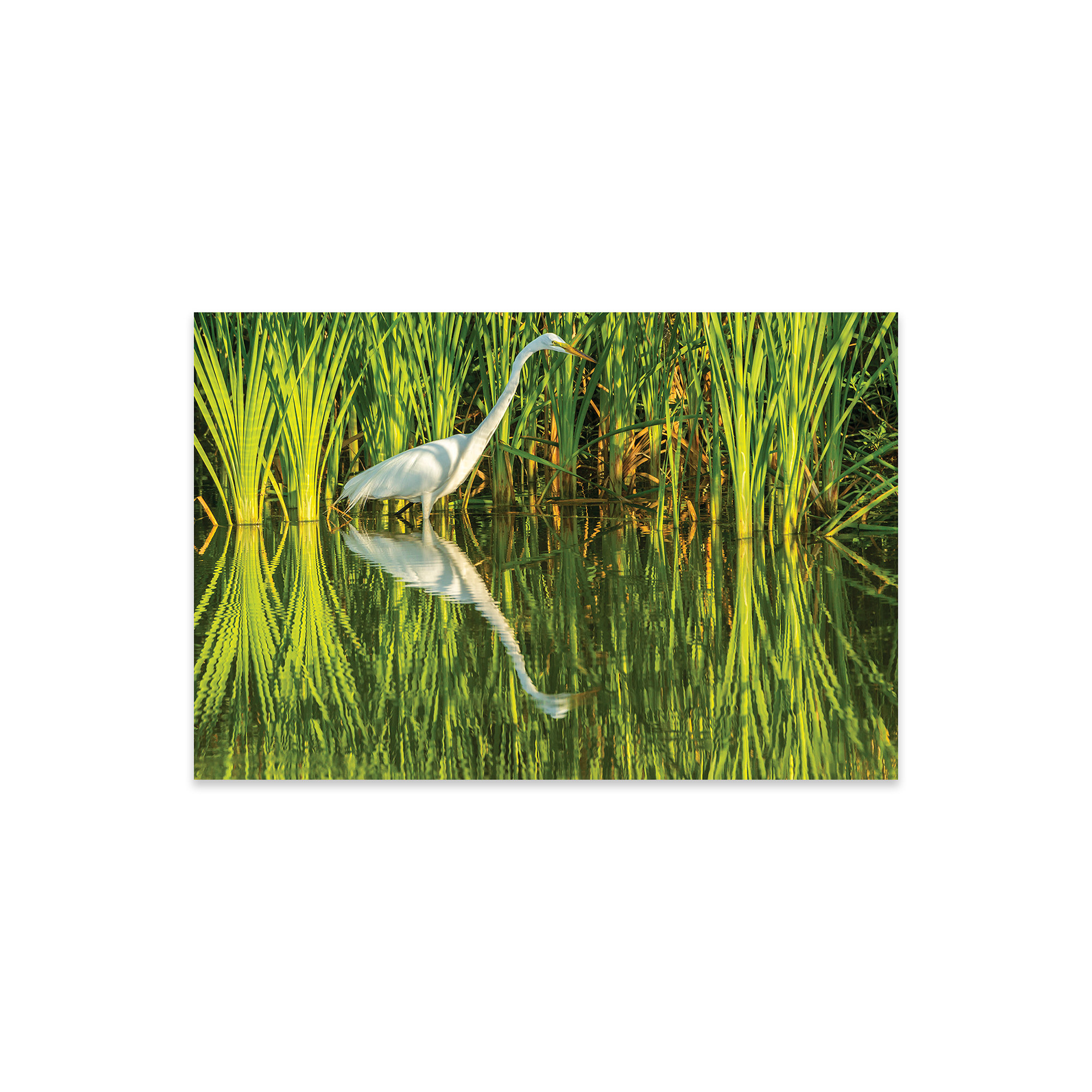 Ebern Designs USA, Louisiana, Lake Martin. Sunrise Great Egret Hunting ...