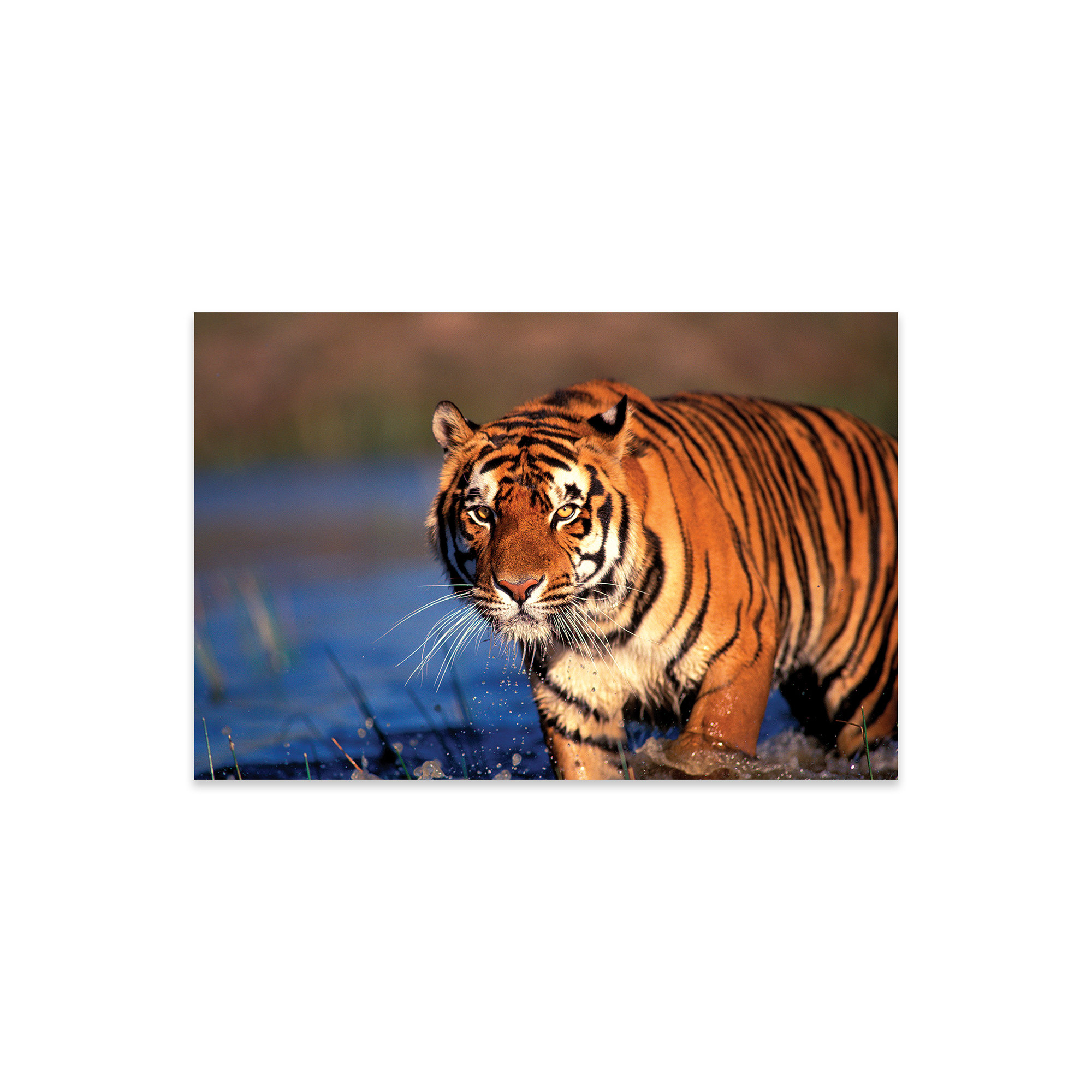 Ebern Designs Bengal Tiger, India On Plastic/Acrylic by Stuart ...