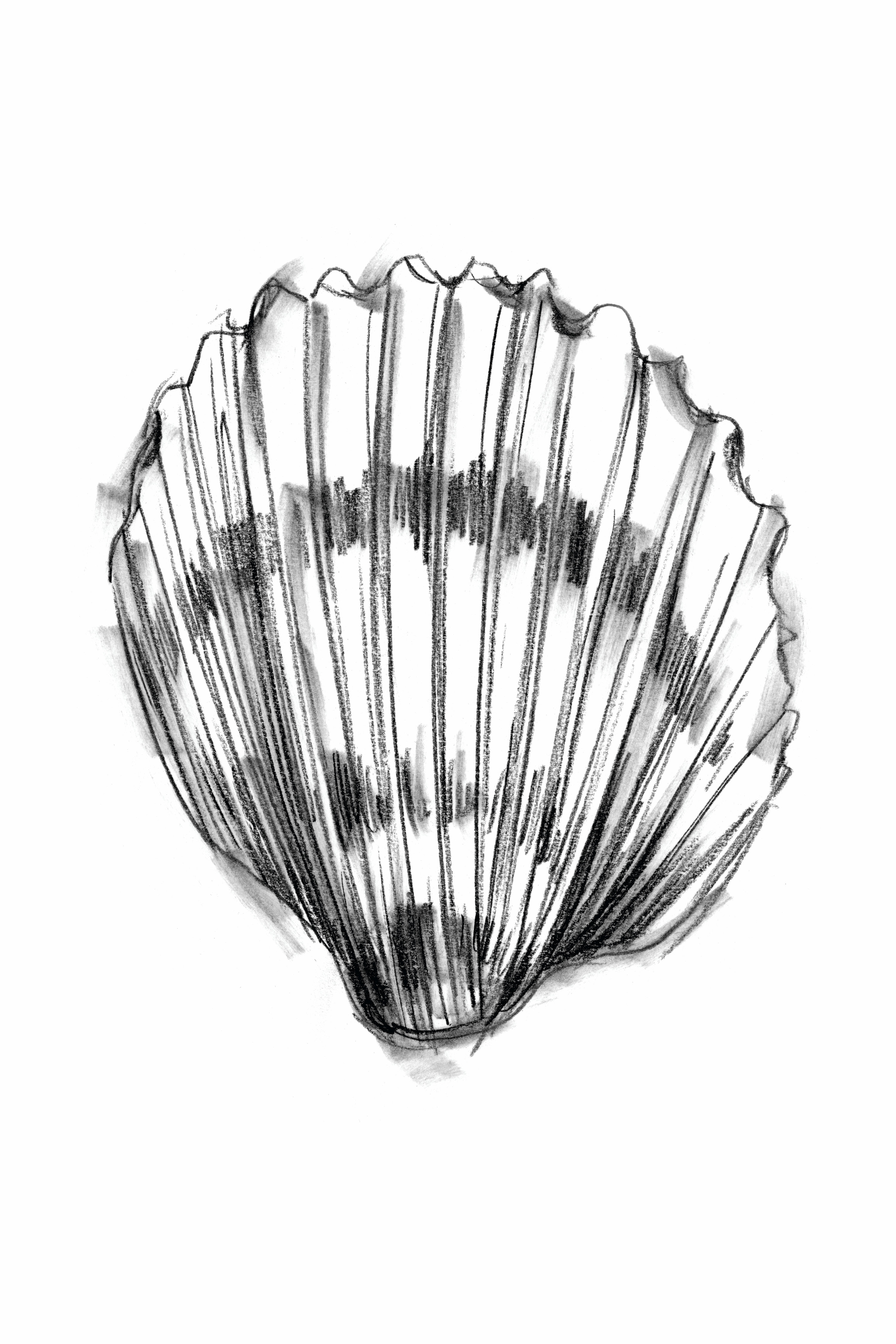 House of Hampton Shell Sketch VI | Wayfair.co.uk