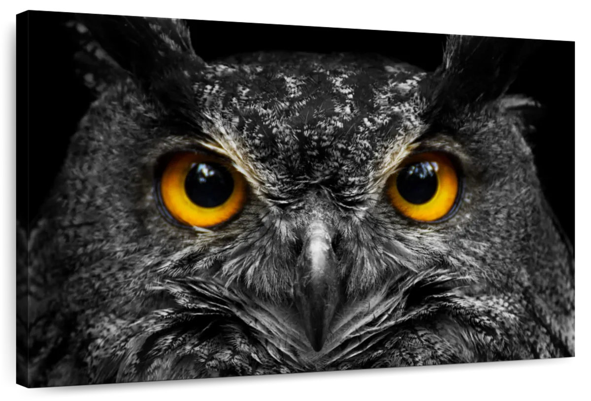 Ebern Designs Yellow Eyed Owl | Wayfair