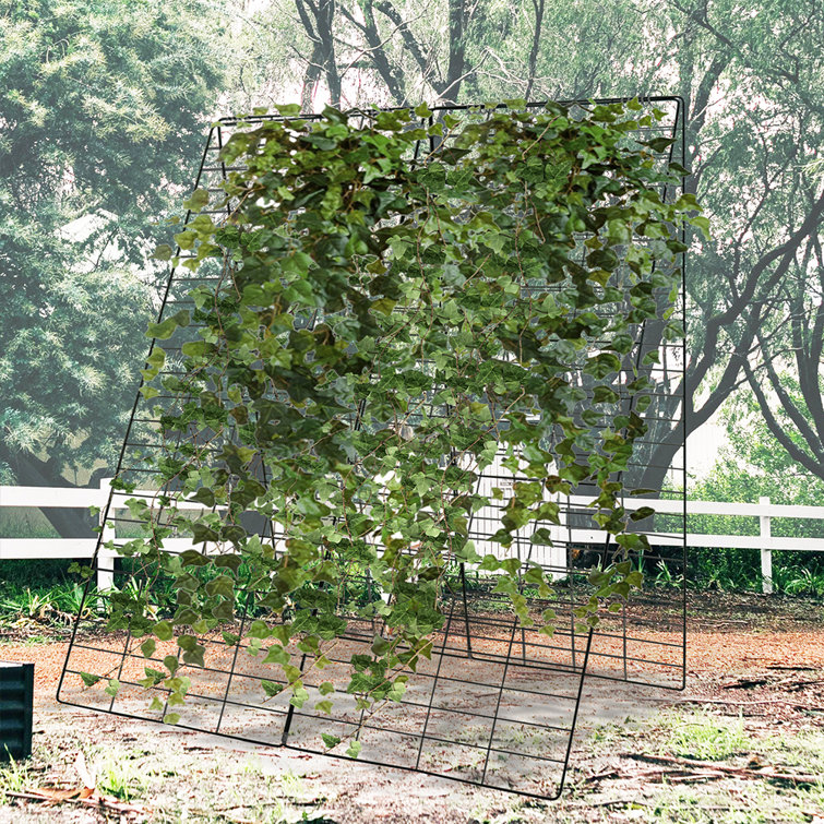 Fan Trellis Vine
