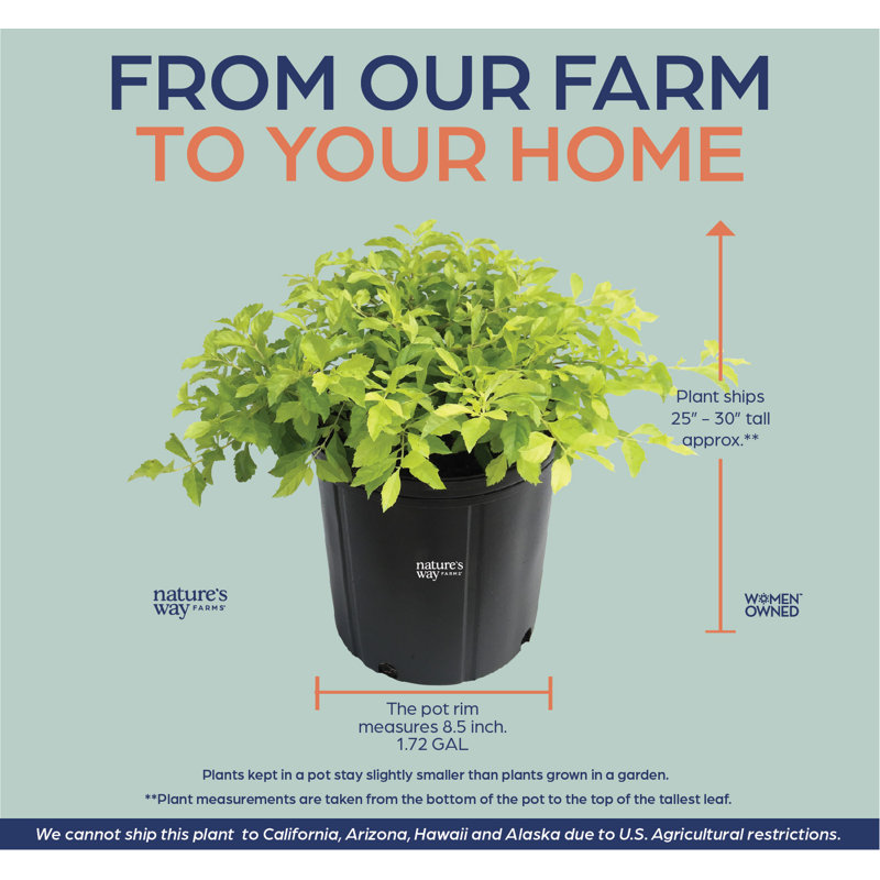 Natures Way Farms Nature's Way Farms Duranta Gold Mound Live Plant 25 ...