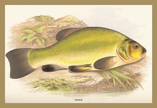 Buyenlarge 'Tench' by A.F. Lydon Painting Print | Wayfair