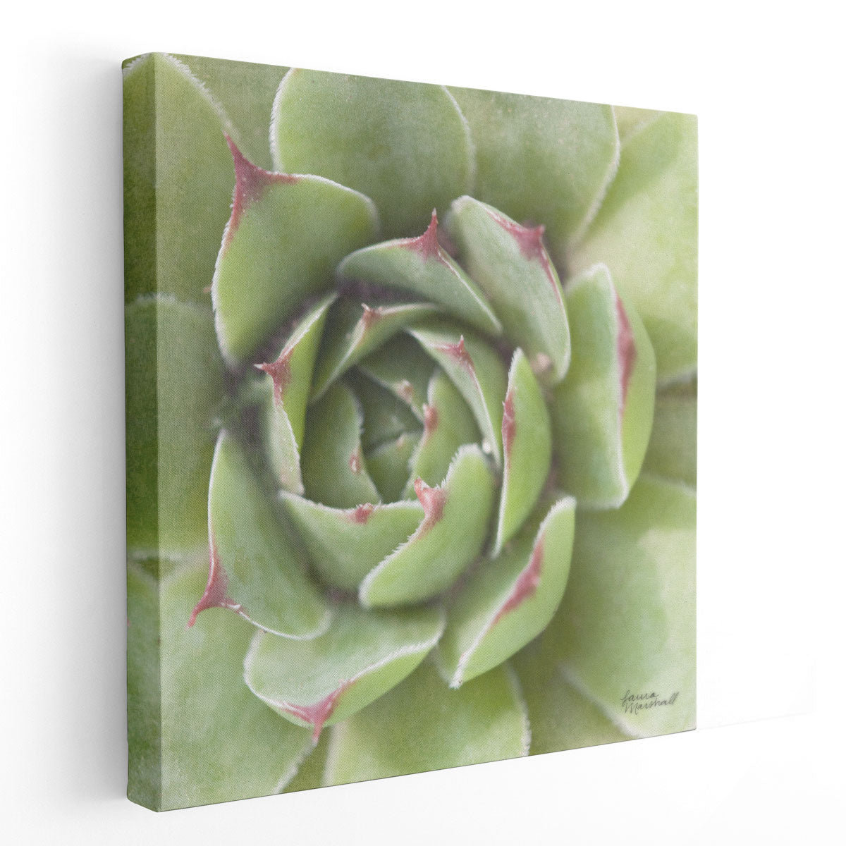 Latitude Run® Succulents II - Canvas Print Wall Art | Wayfair