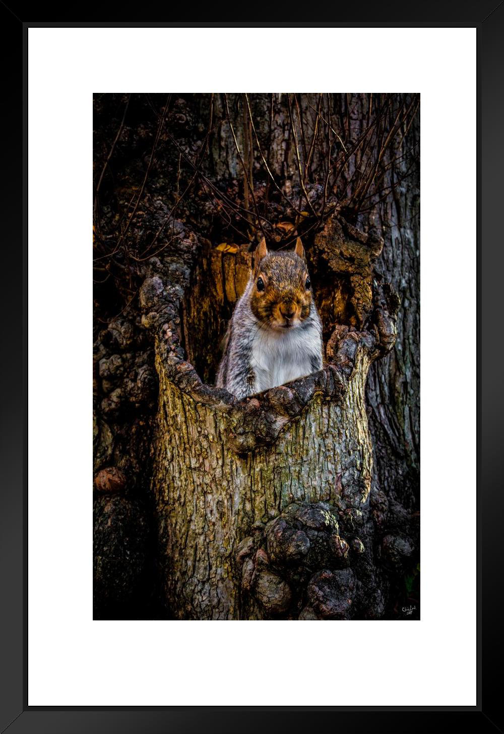 Loon Peak® " Pop Up Squirrel In Tree By Chris Lord Nature Wild Animal ...