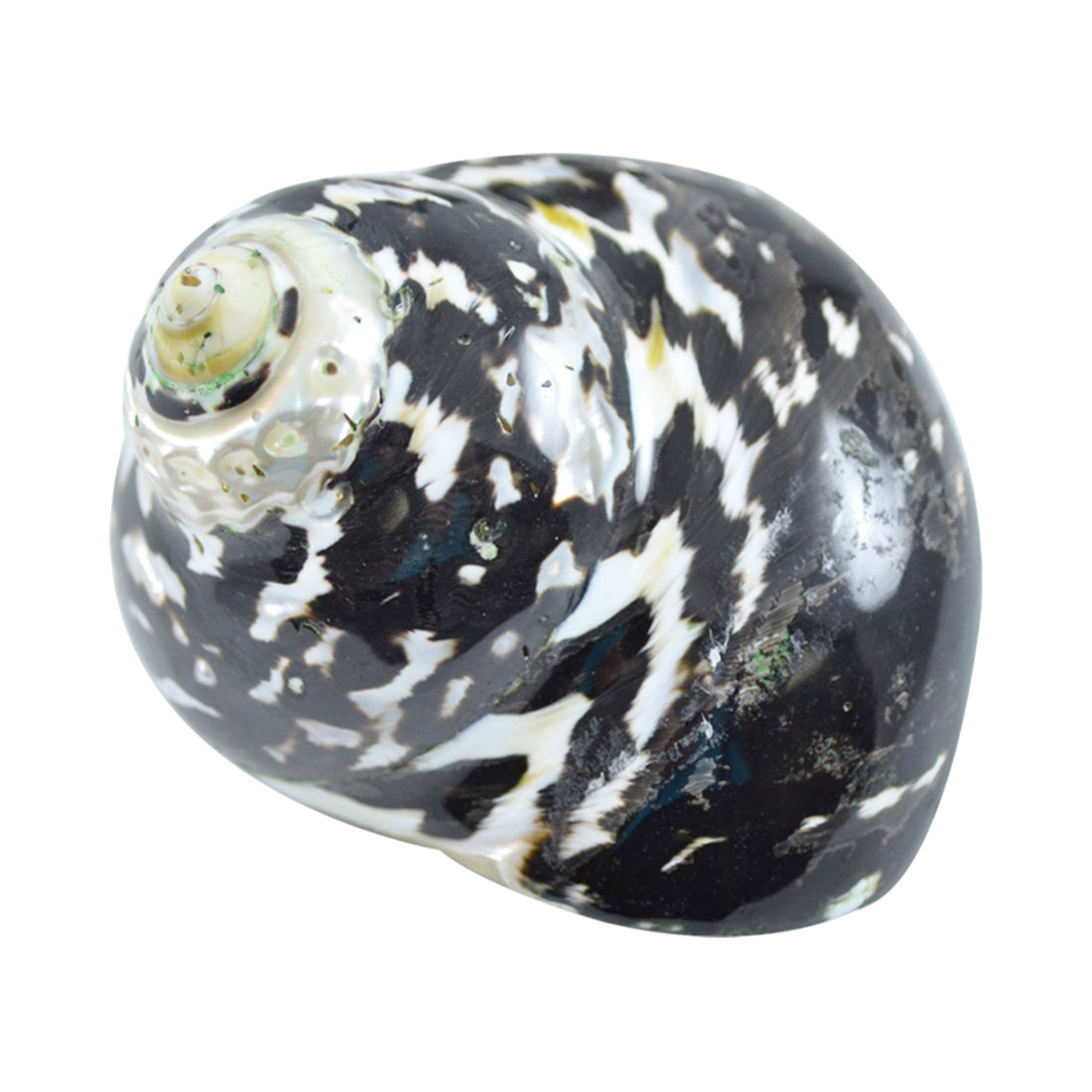 Rosecliff Heights Stoudt Magpie Polished Shell - Wayfair Canada