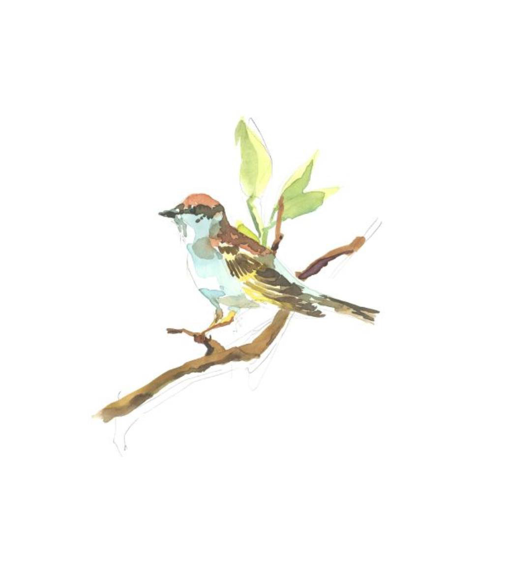 Chelsea Art Studio Chipping Sparrow by Fern Cassidy - Graphic Art on ...
