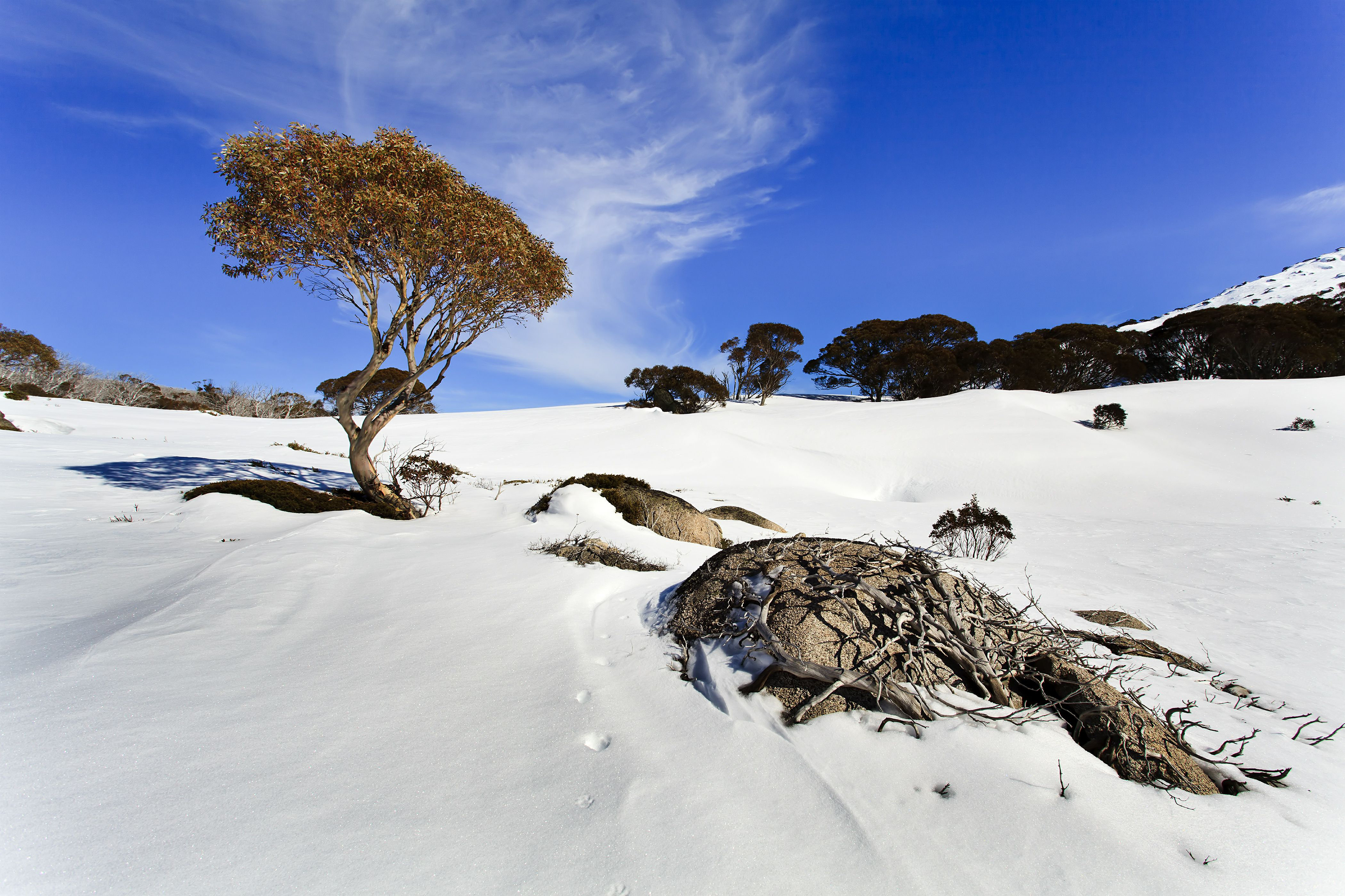 Ebern Designs Snow Gum Tree Roots - Wrapped Canvas Photograph | Wayfair