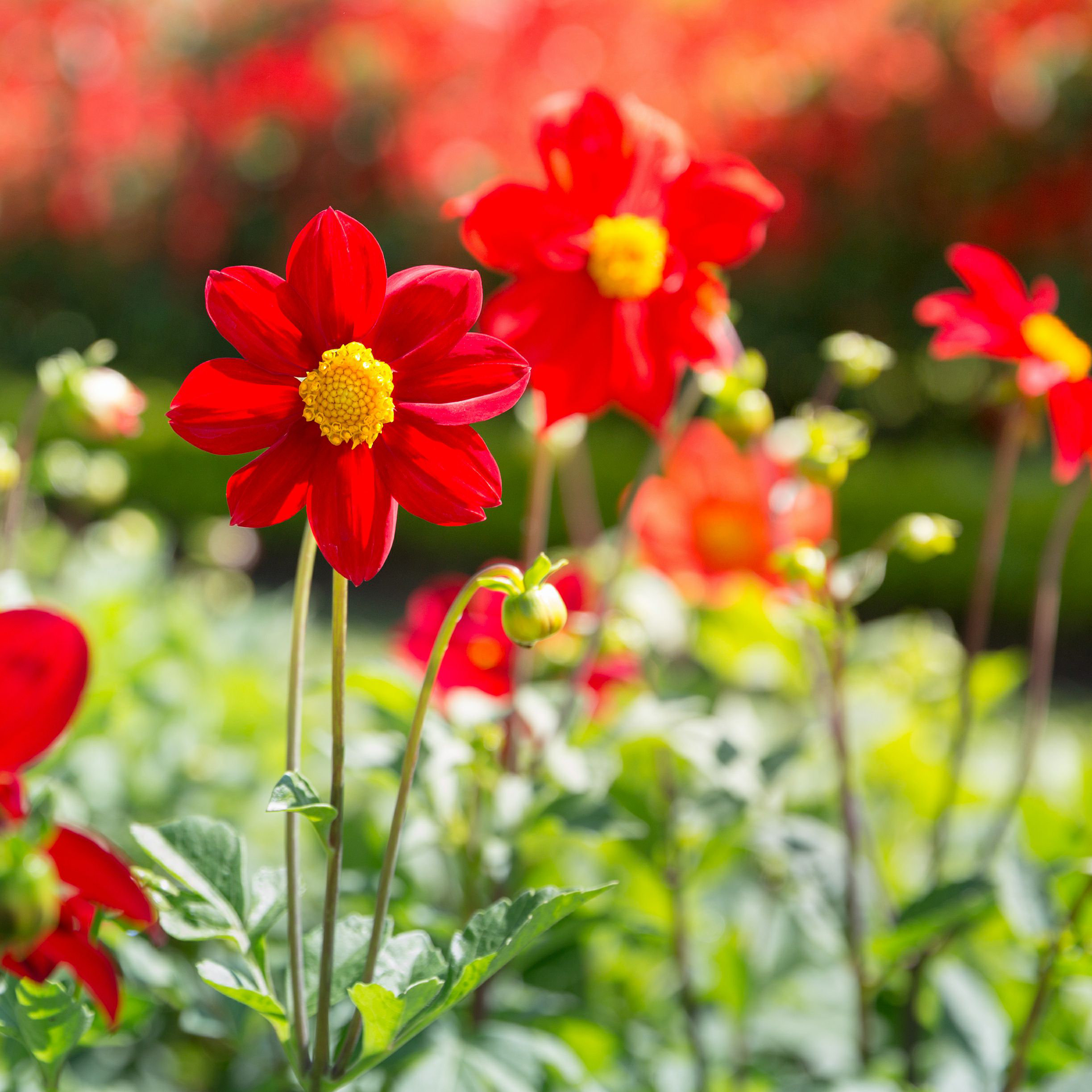 Ebern Designs Boycie Red Cosmos Flowers by - Wrapped Canvas Photograph ...
