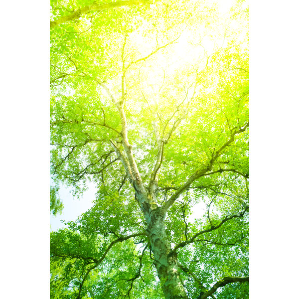 Alpen Home Tree Branches by Pawel Gaul - No Frame Art Prints on Canvas ...