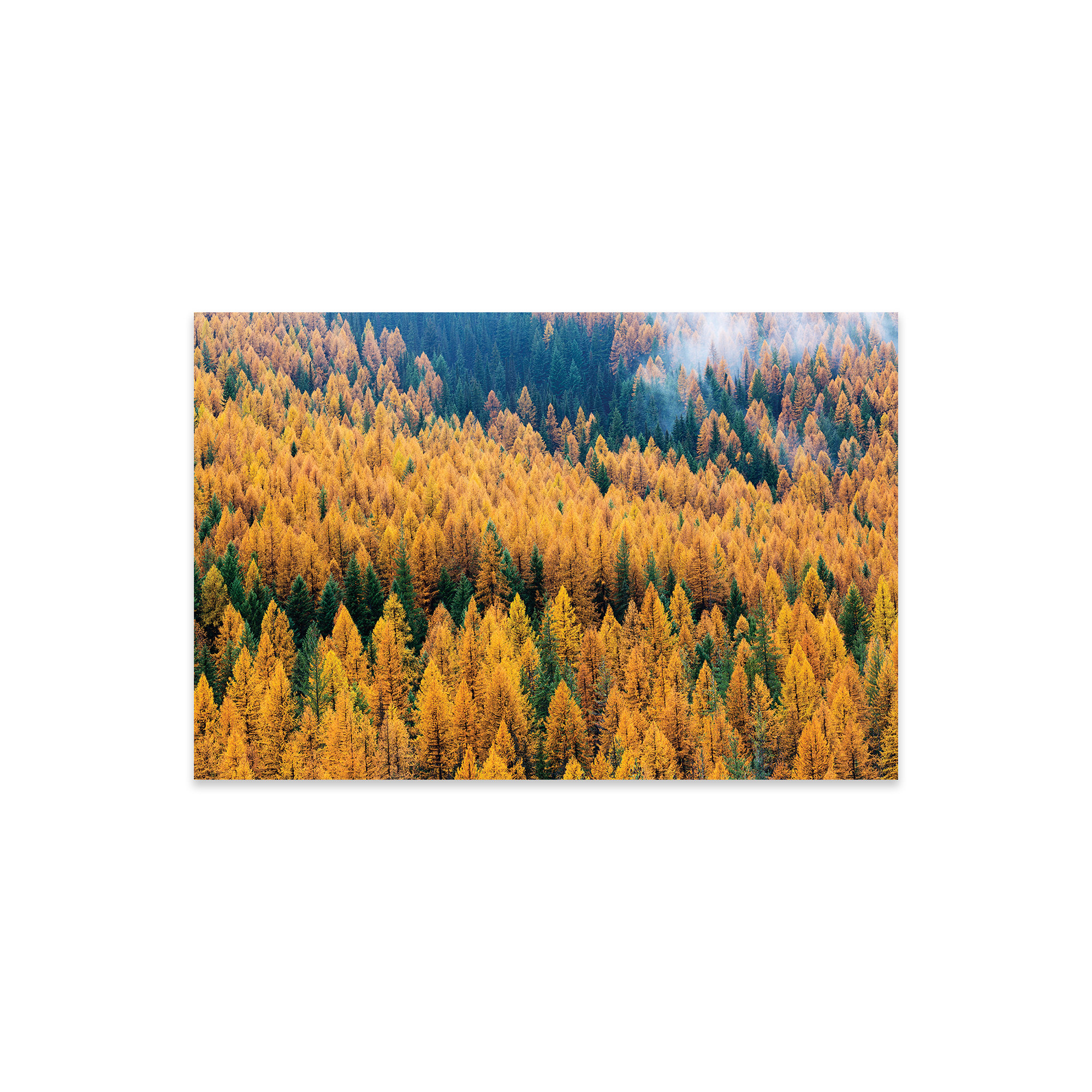 Loon Peak® Montana, Lolo National Forest, Golden Larch Trees In Fog II ...