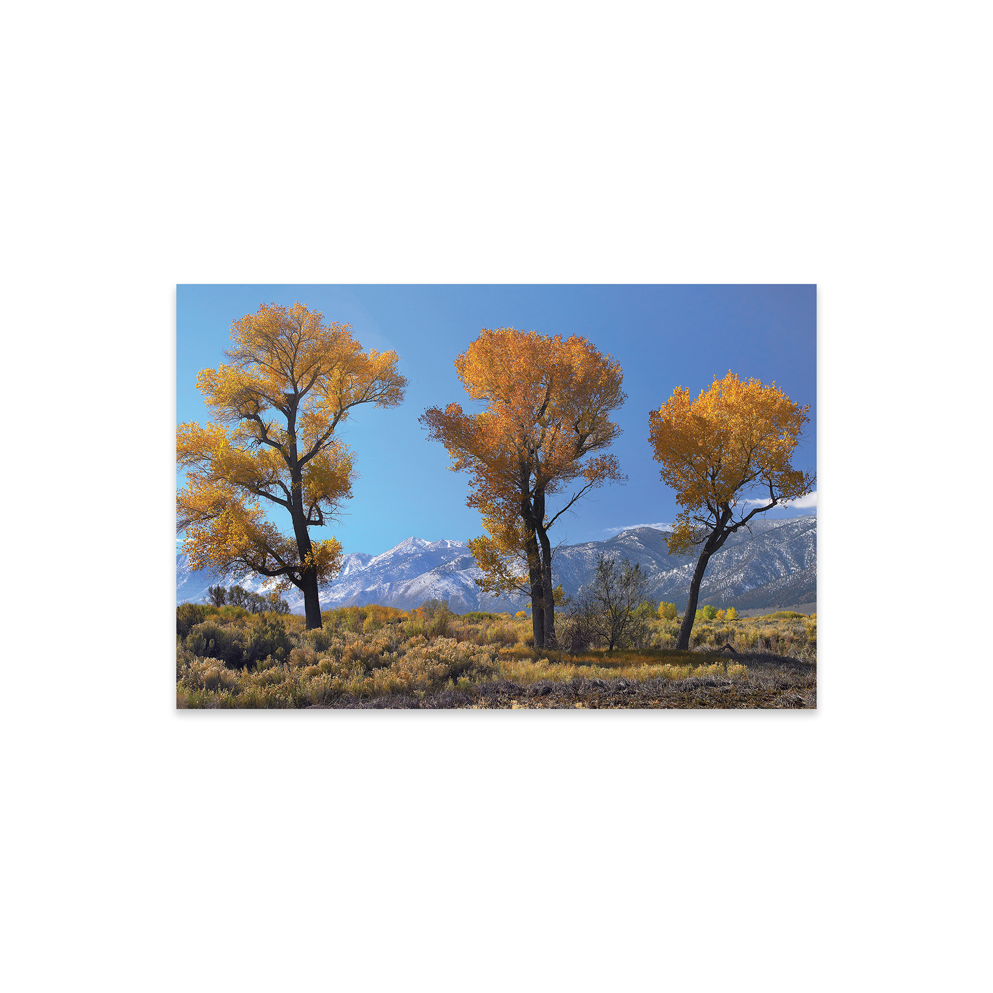 Latitude Run® Hallstein Cottonwood Trees, Fall Foliage, Carson Valley ...