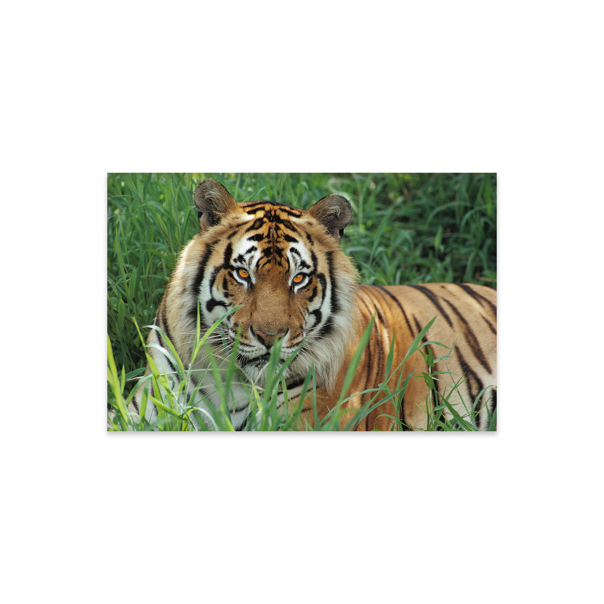 Latitude Run® Harnoor Bengal Tiger, Hilo Zoo, Hawaii On Plastic/Acrylic ...