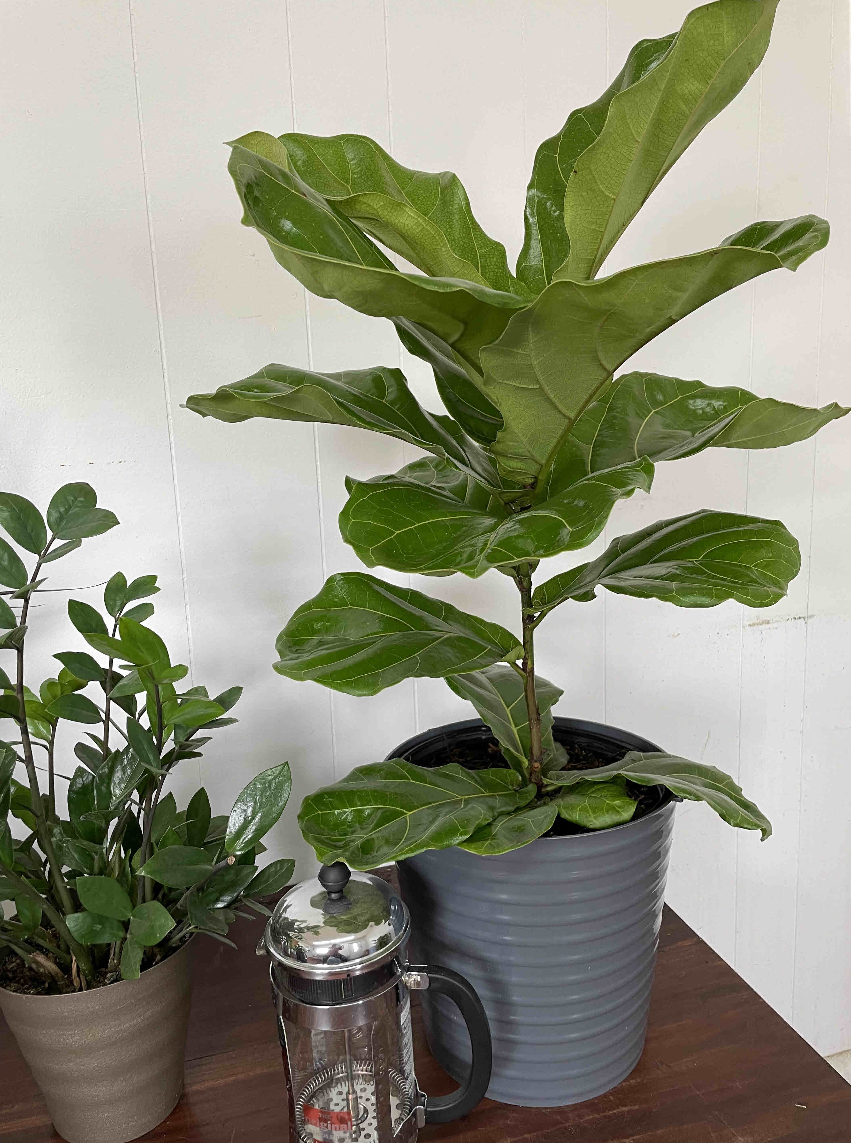 Primrue Syrna Fiddle Leaf Fig (Ficus Lyrata) Live Floor Plant In Pot ...