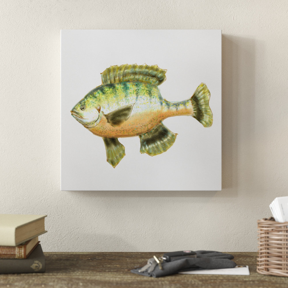 Millwood Pines 'Illustrated Bluegill' Painting on Wrapped Canvas | Wayfair